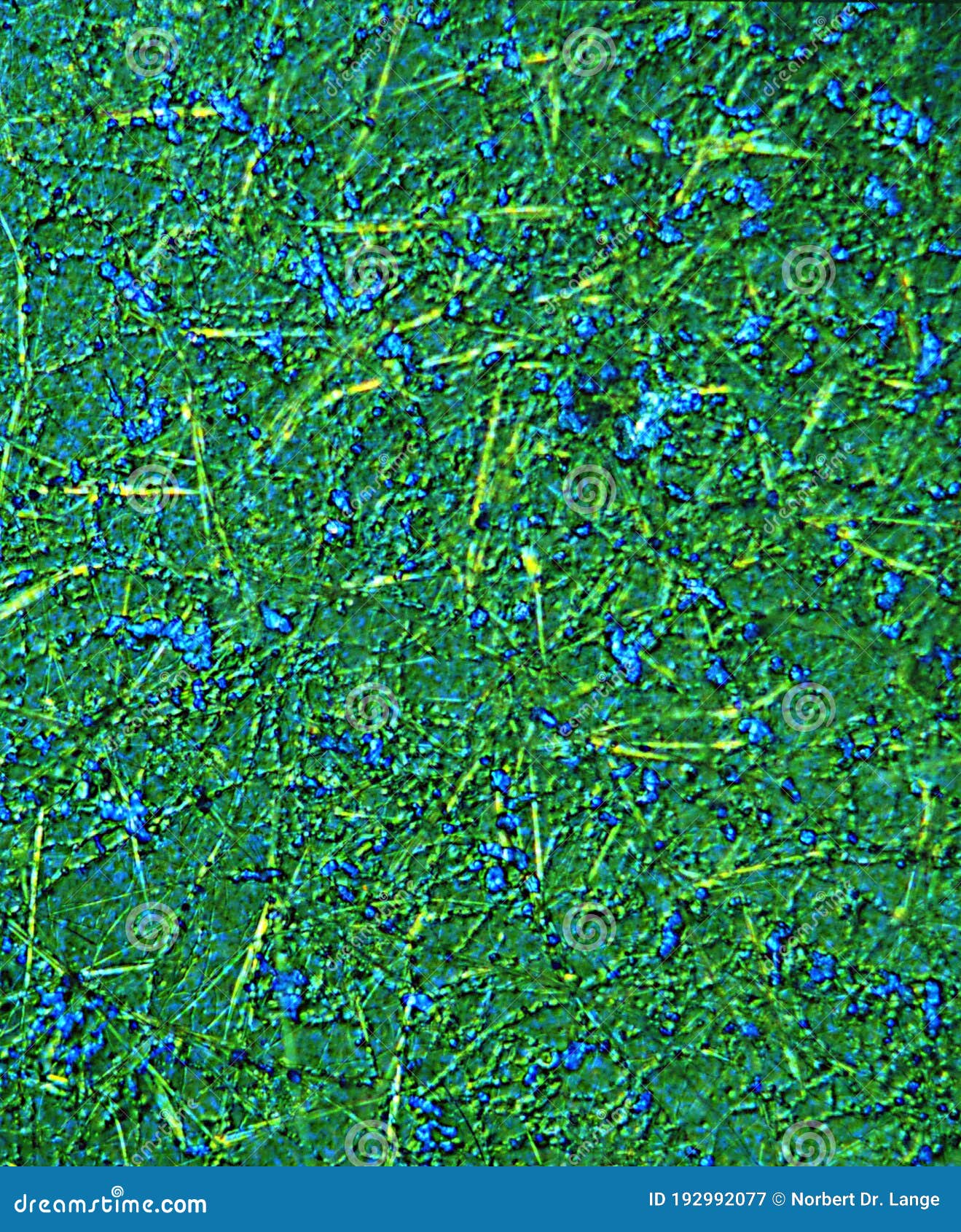 Fungi and Bacteria Destroy the Emulsion Stock Image - Image of ...