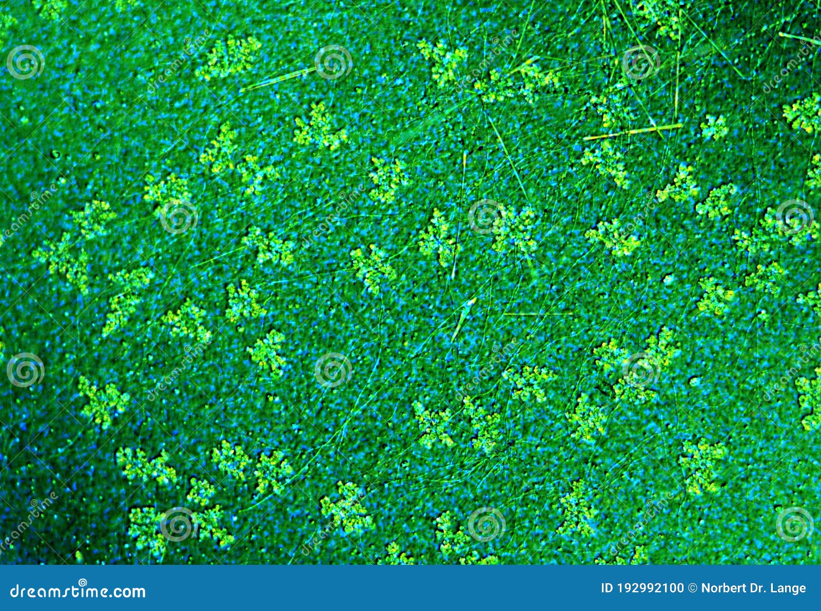 Fungi and Bacteria Destroy the Emulsion Stock Photo - Image of shine ...