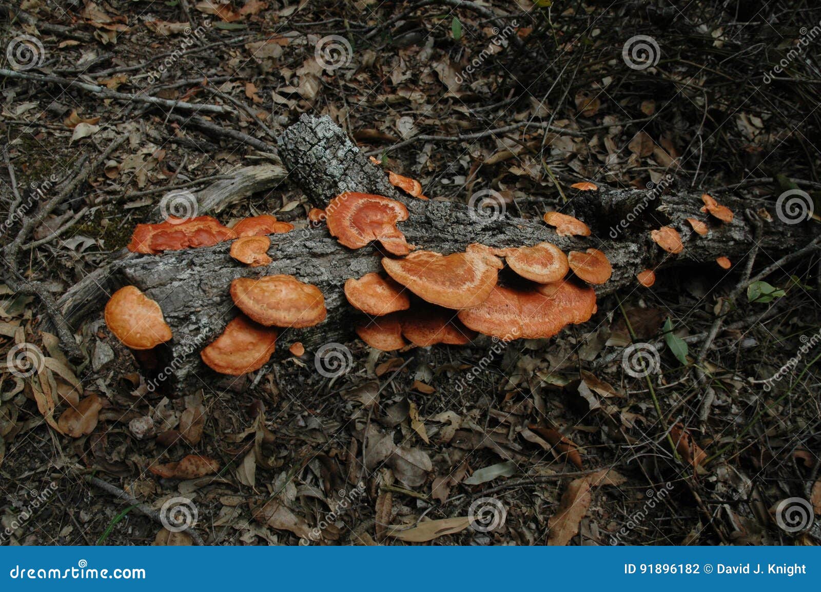 Fungi on Branch stock photo. Image of trunk, grey, tree - 91896182