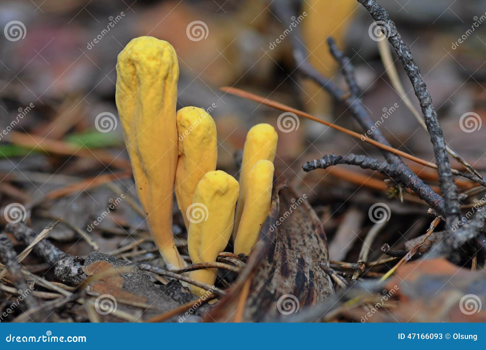 Clavariadelphus Ligula. Rare Species Of Fungus On Yamal In Russia ...