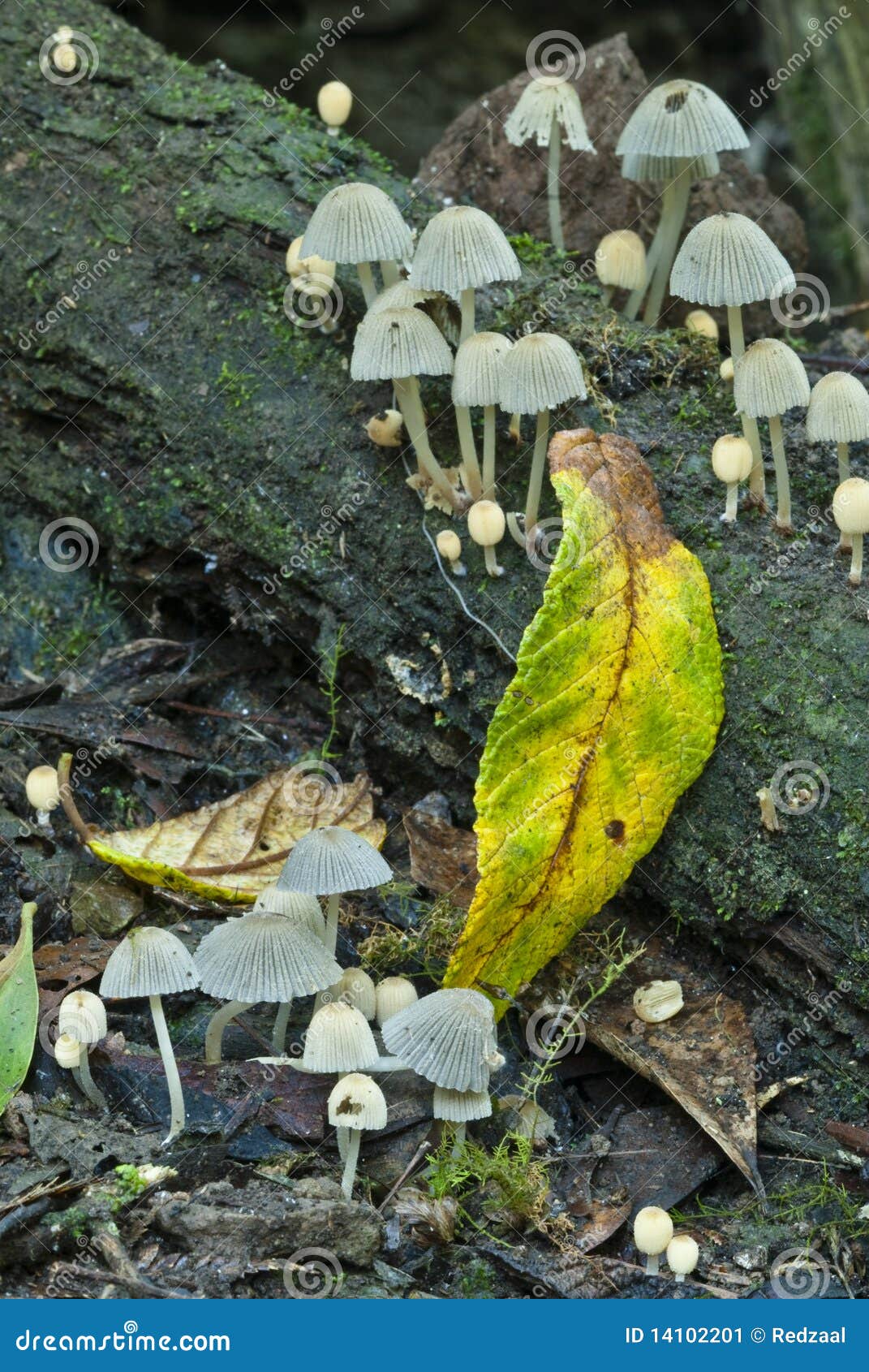 Fungi Colony on Decaying Log Stock Image - Image of mushroom, beautiful ...