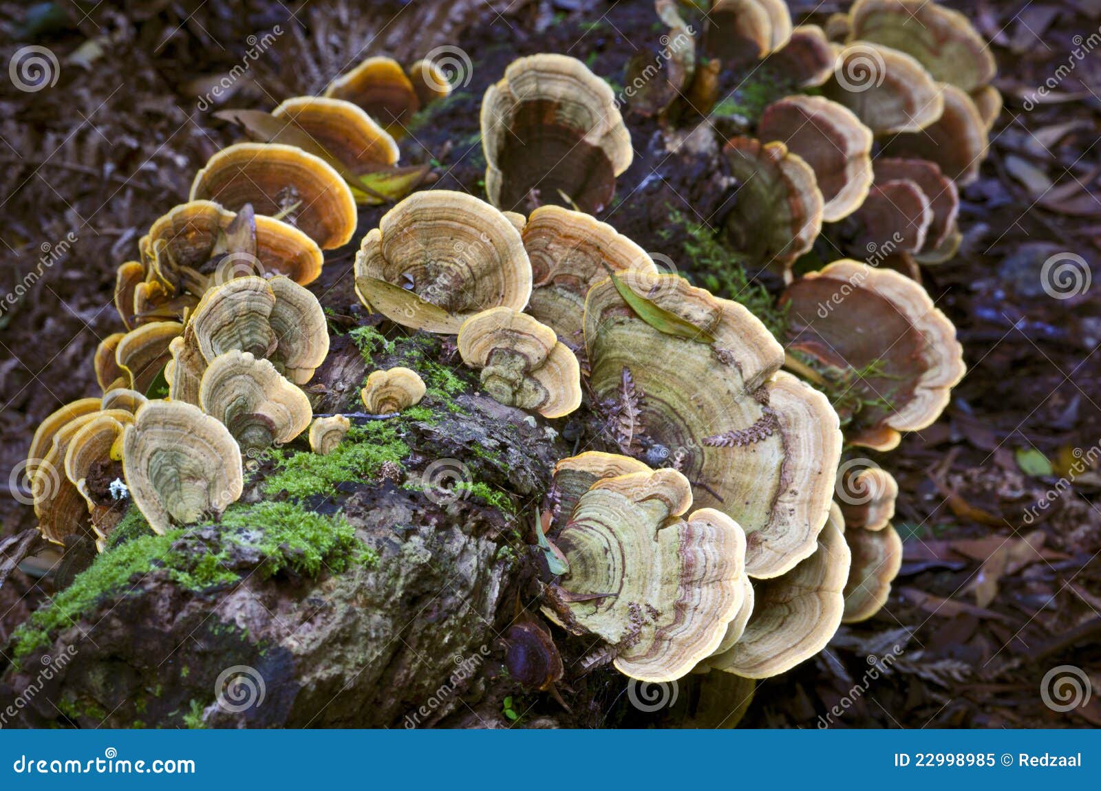 Fungi Colony on Decaying Log, Tasmania Stock Image - Image of closeup ...