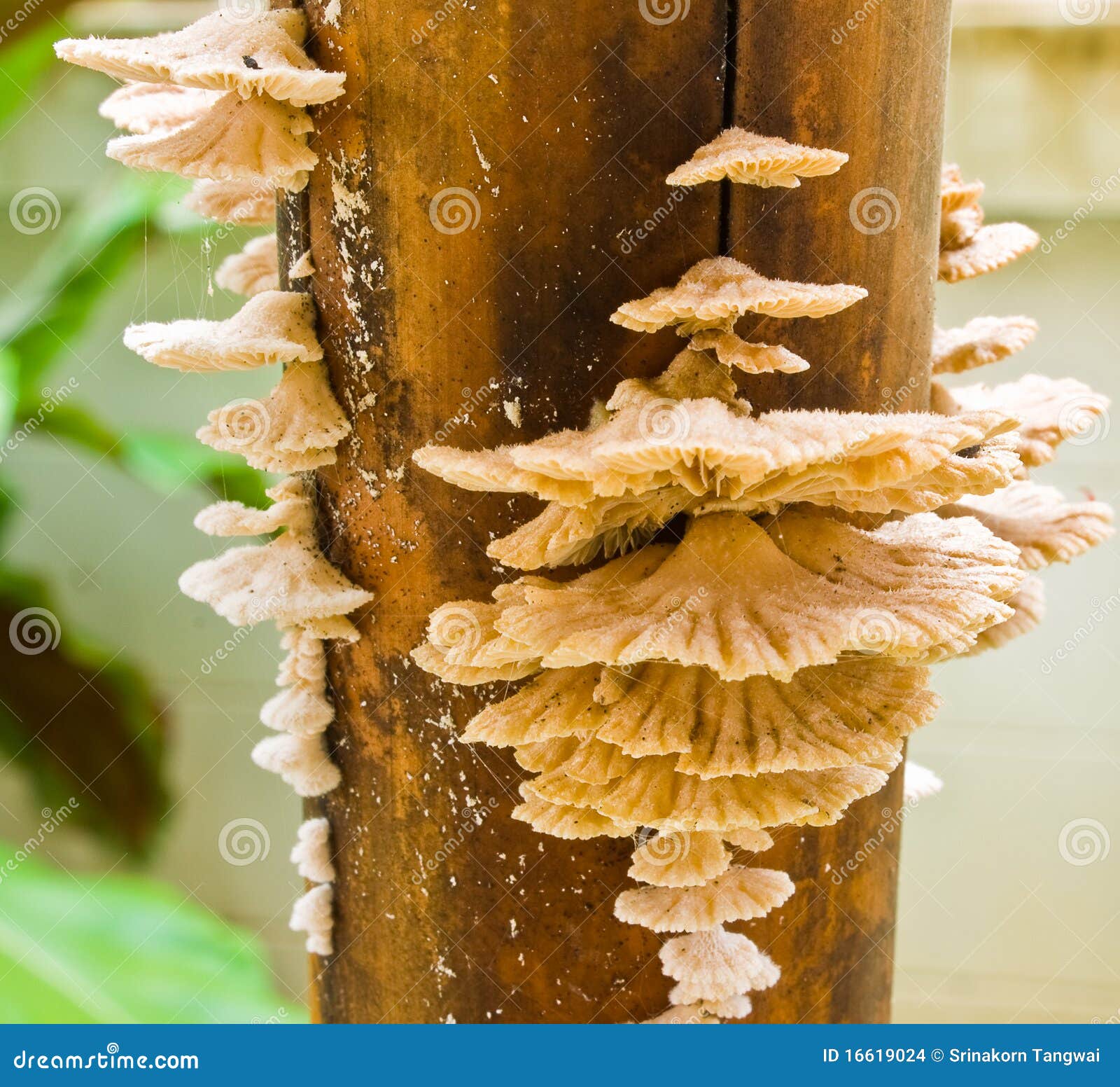 Fungi on dry bamboo stock photo. Image of growth, trunk - 16619024