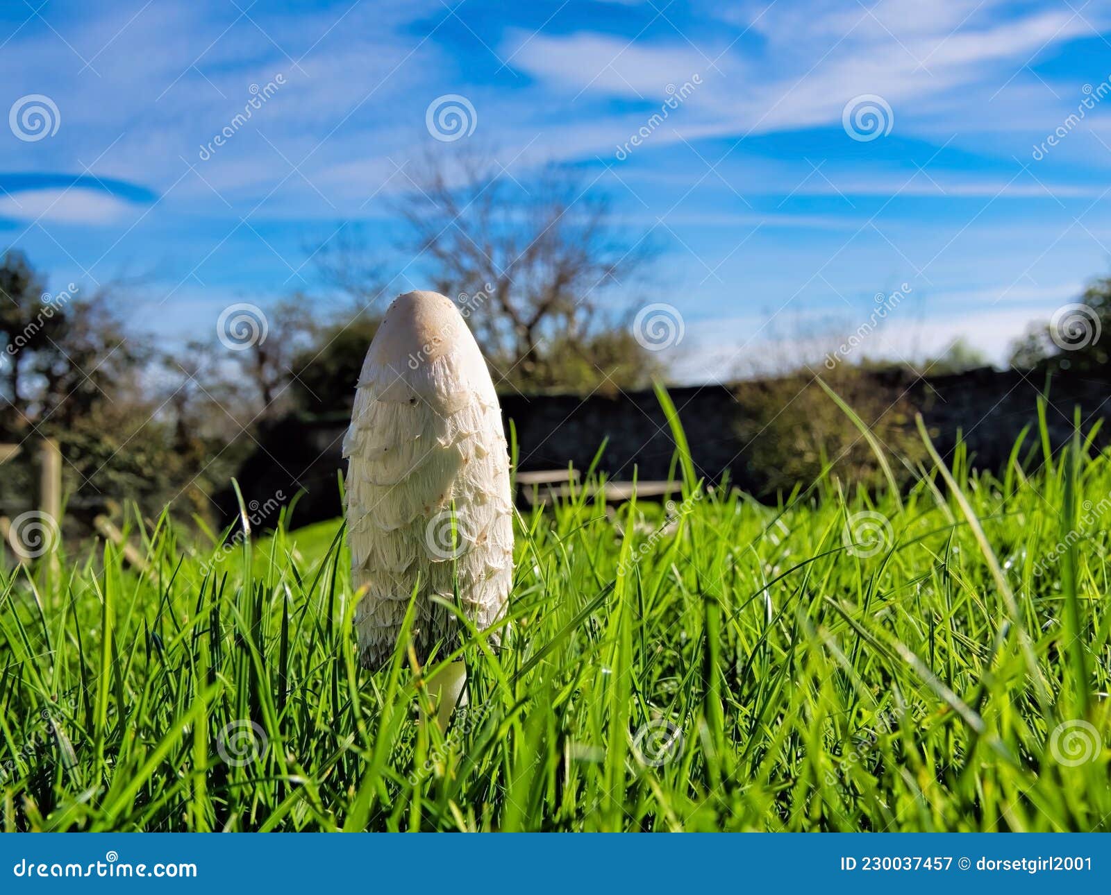Fungi and Fallstreak stock image. Image of regis, grass - 230037457