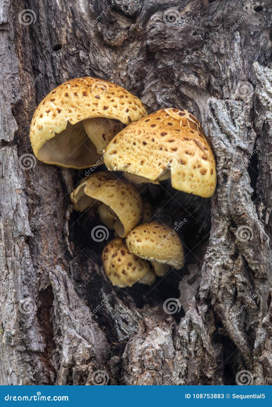 Fungi Family Inside a Tree Knot Stock Image - Image of plant, closeup ...