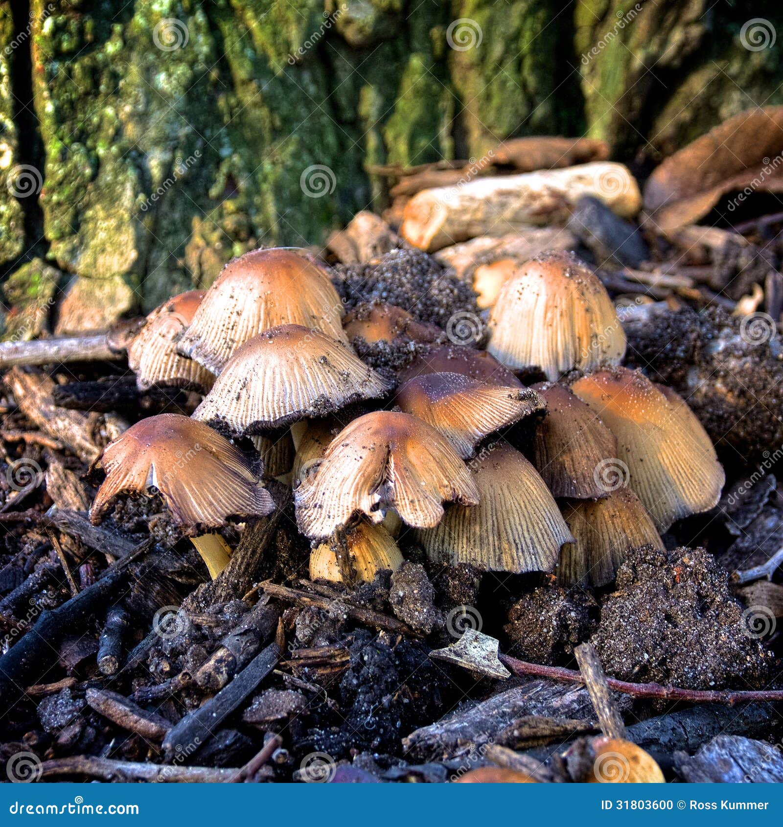 Fungi fun stock photo. Image of mushrooms, flora, brown - 31803600