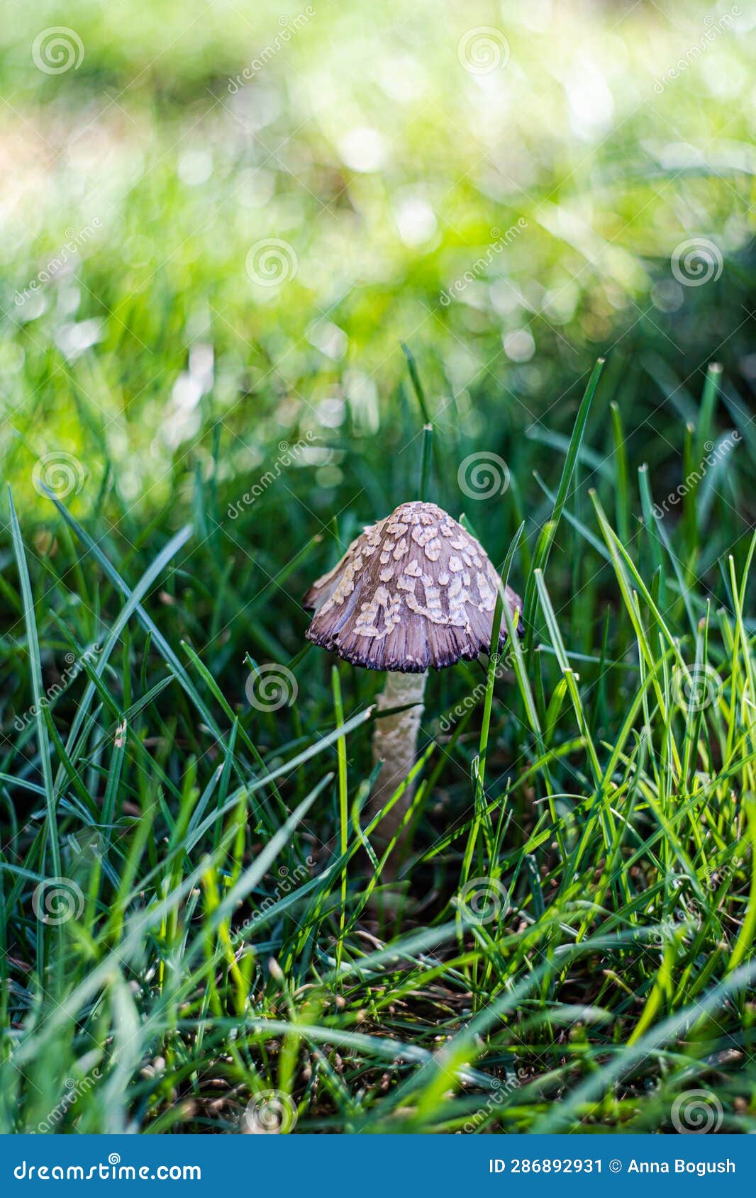 Fungi in the grass stock image. Image of fungi, grassland - 286892931