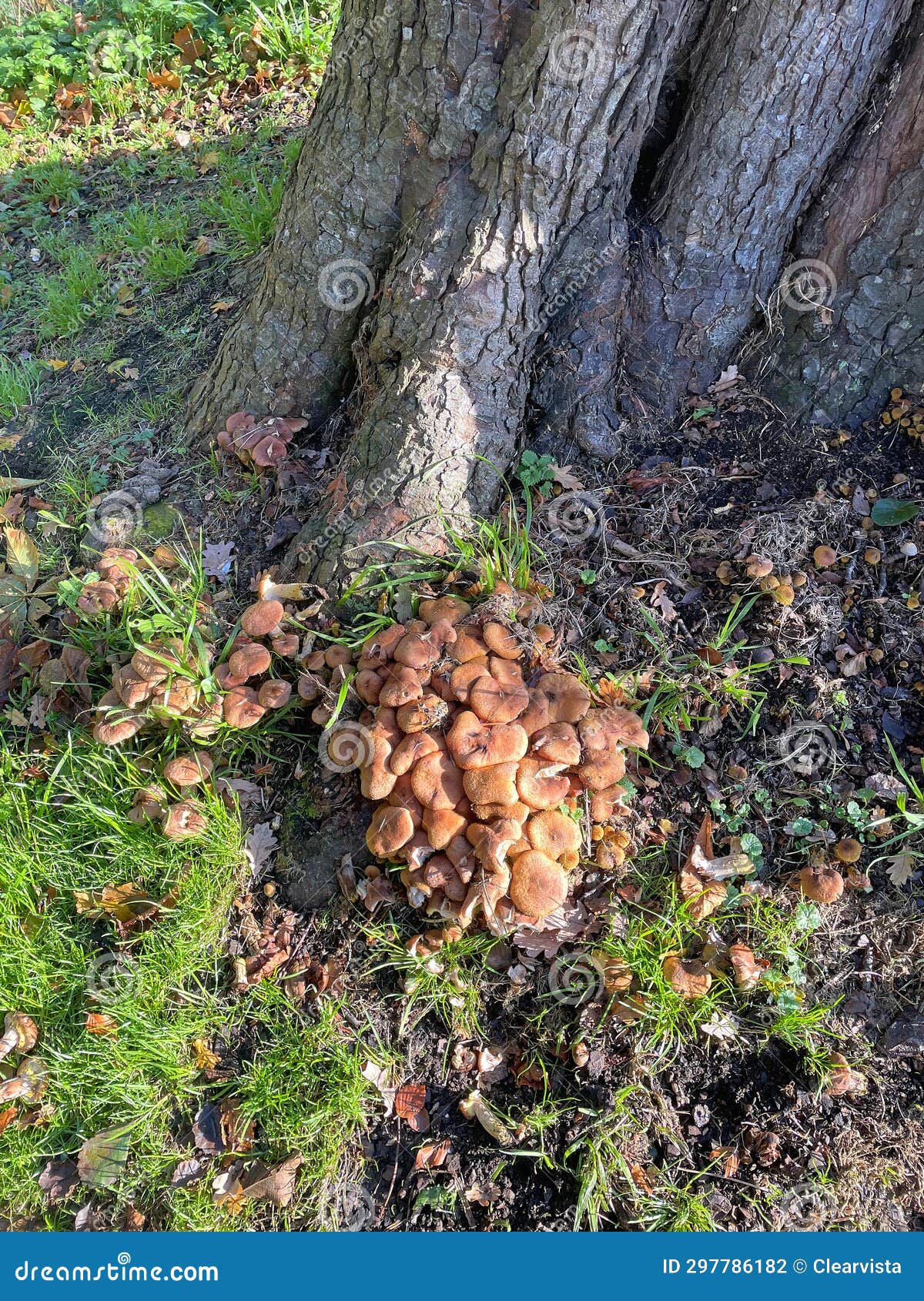 Fungi Growing Around the Base of a Mature Tree. Stock Photo - Image of ...