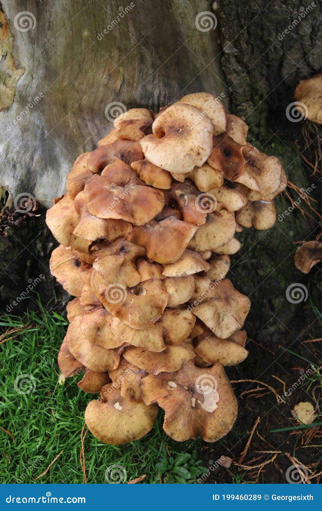 Fungi Growing Around Base of a Tree Stock Image - Image of color ...