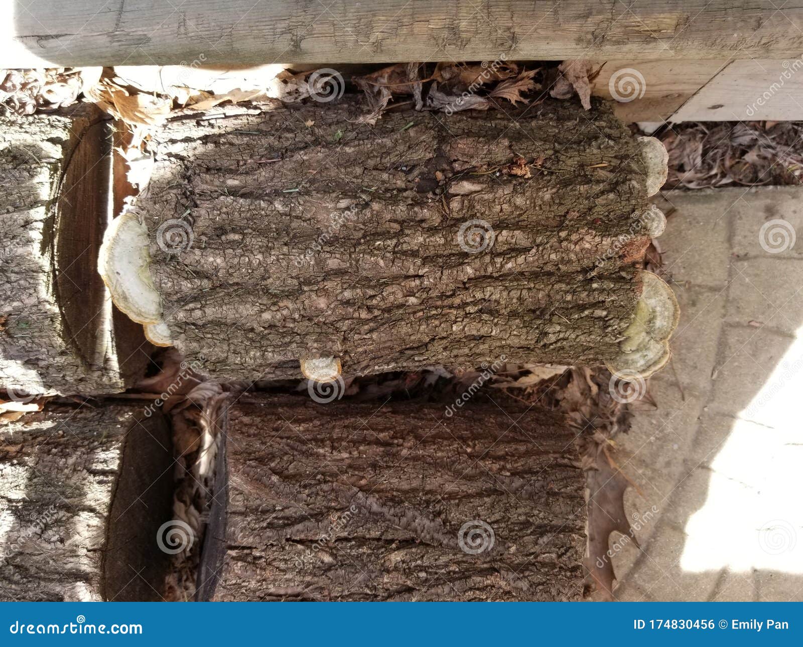 Fungi Growing on a Dead Tree Log Stock Photo - Image of fungi, growing ...