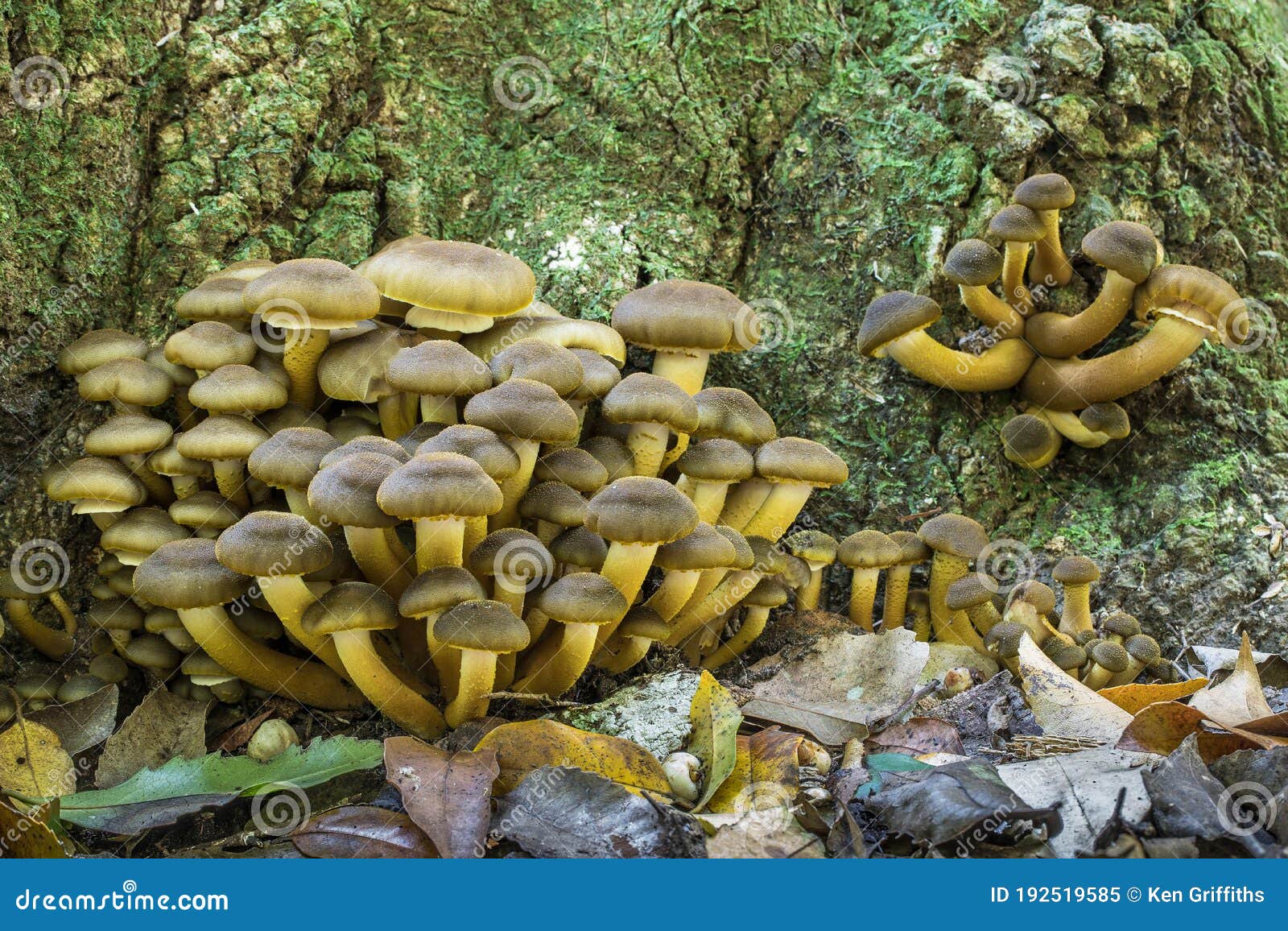 Toadstools stock image. Image of nature, growing, toadstools - 192519585