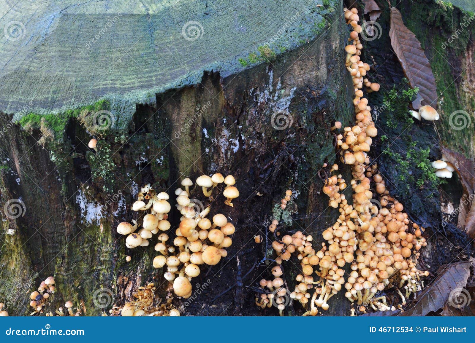 Fungi Growing on Tree Trunk Stock Photo - Image of fungus, fall: 46712534