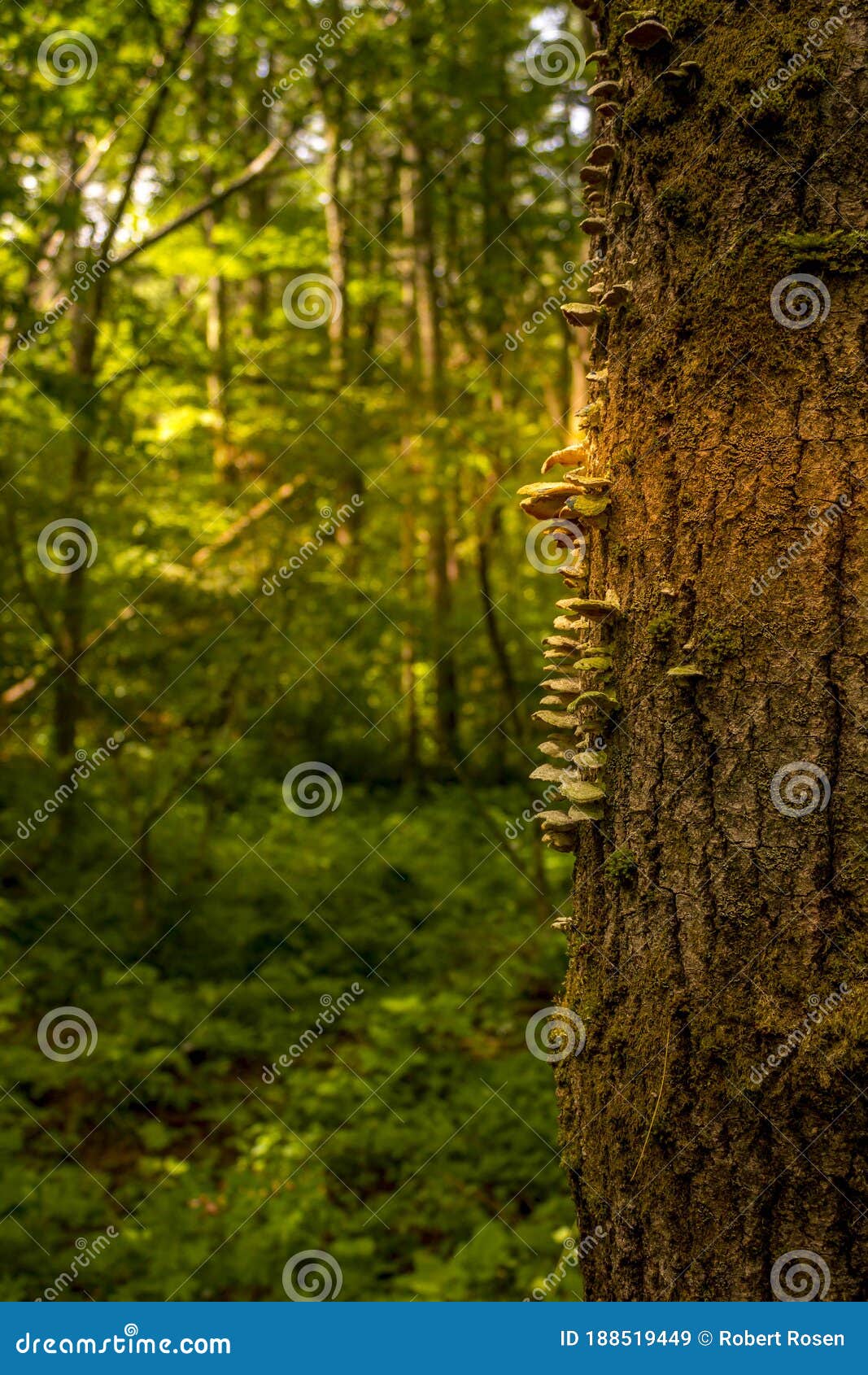 Fungi Grows on a Tree at Mill Brook Forest Stock Image - Image of ...