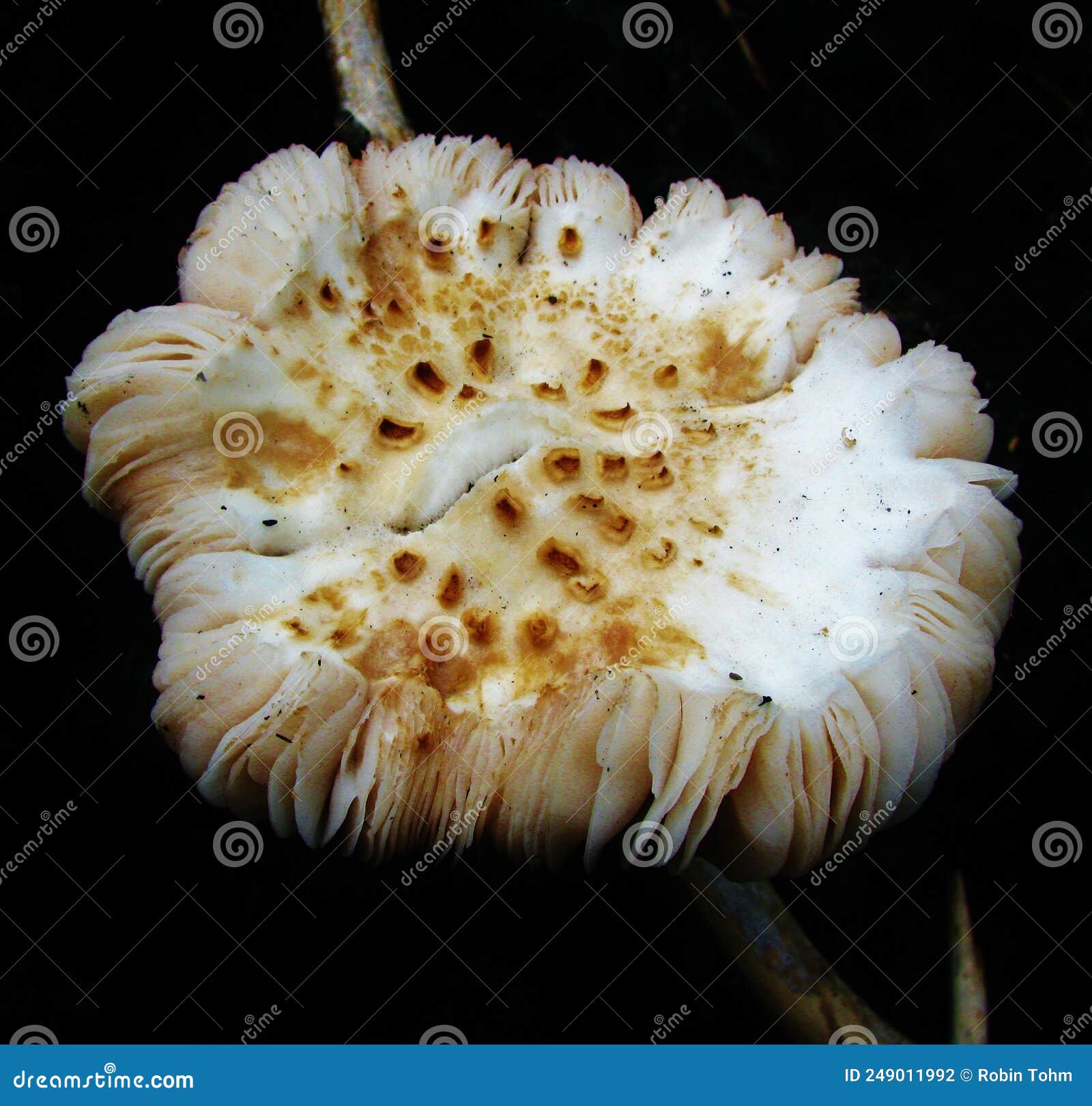 Fungi heart stock photo. Image of heart, organ, organism - 249011992