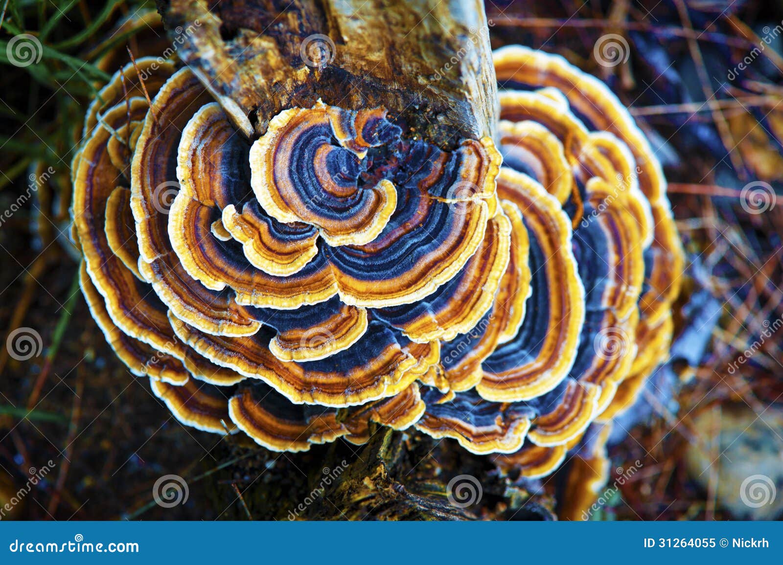 Fungi Stock Image | CartoonDealer.com #36622075