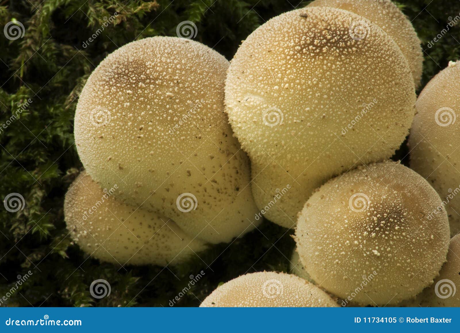 Fungi Lycoperdon Pyriforme stock image. Image of growing - 11734105