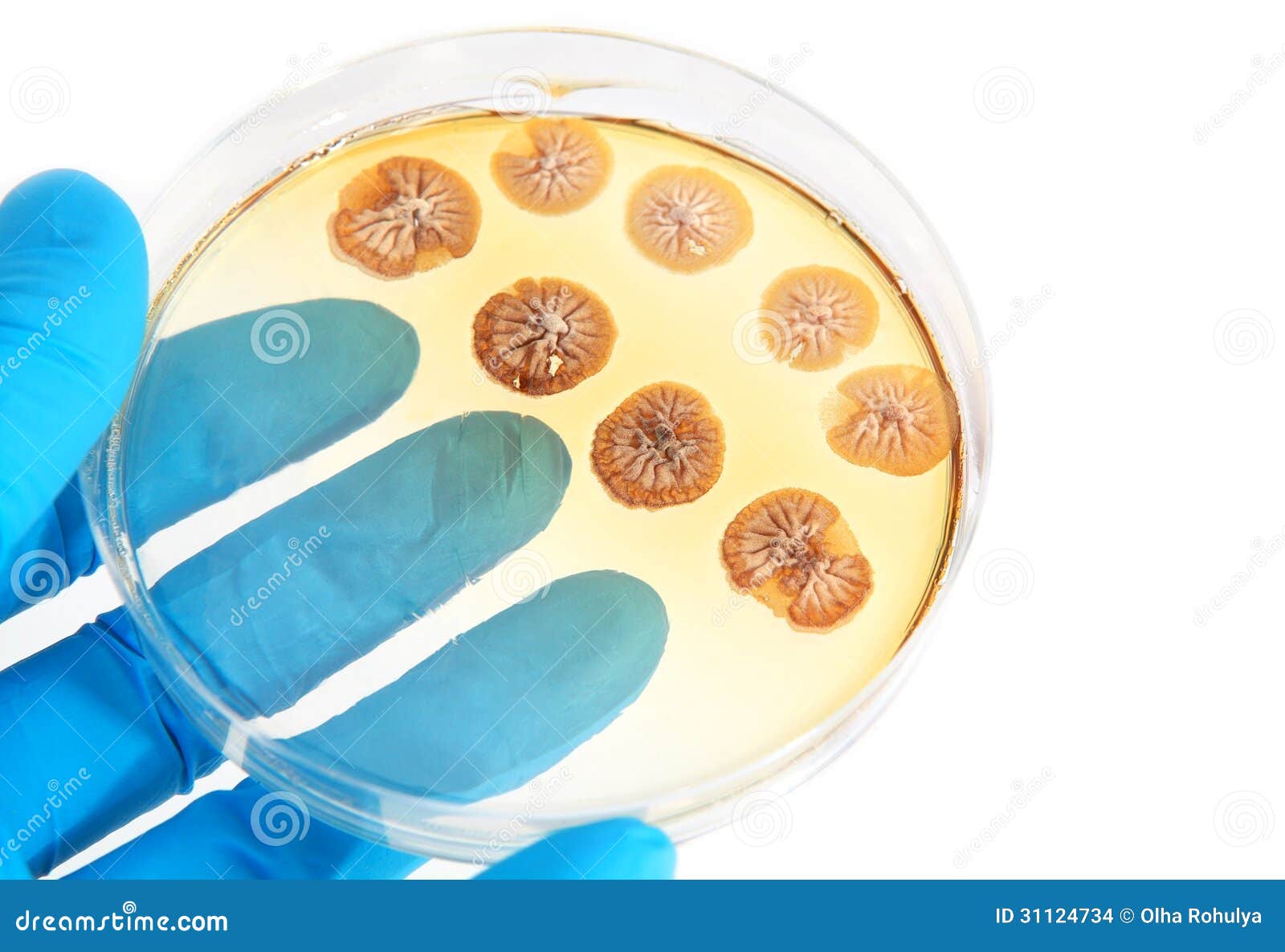 Fungi Microorganisms on Agar Plate in Laboratory Stock Photo - Image of ...