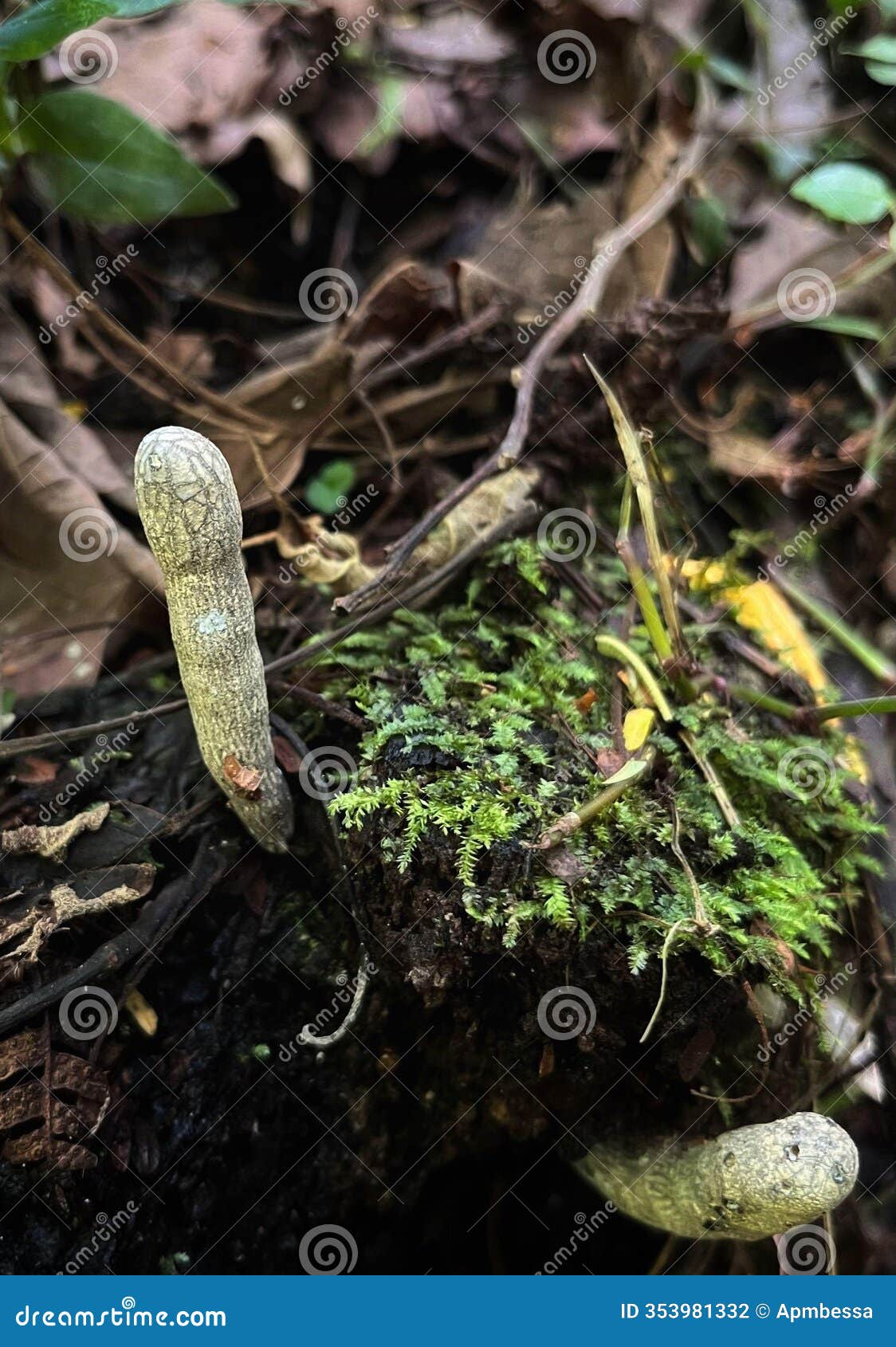 Dead-man Finger Fungi and Moss on Decaying Wood in a Rainforest Stock ...