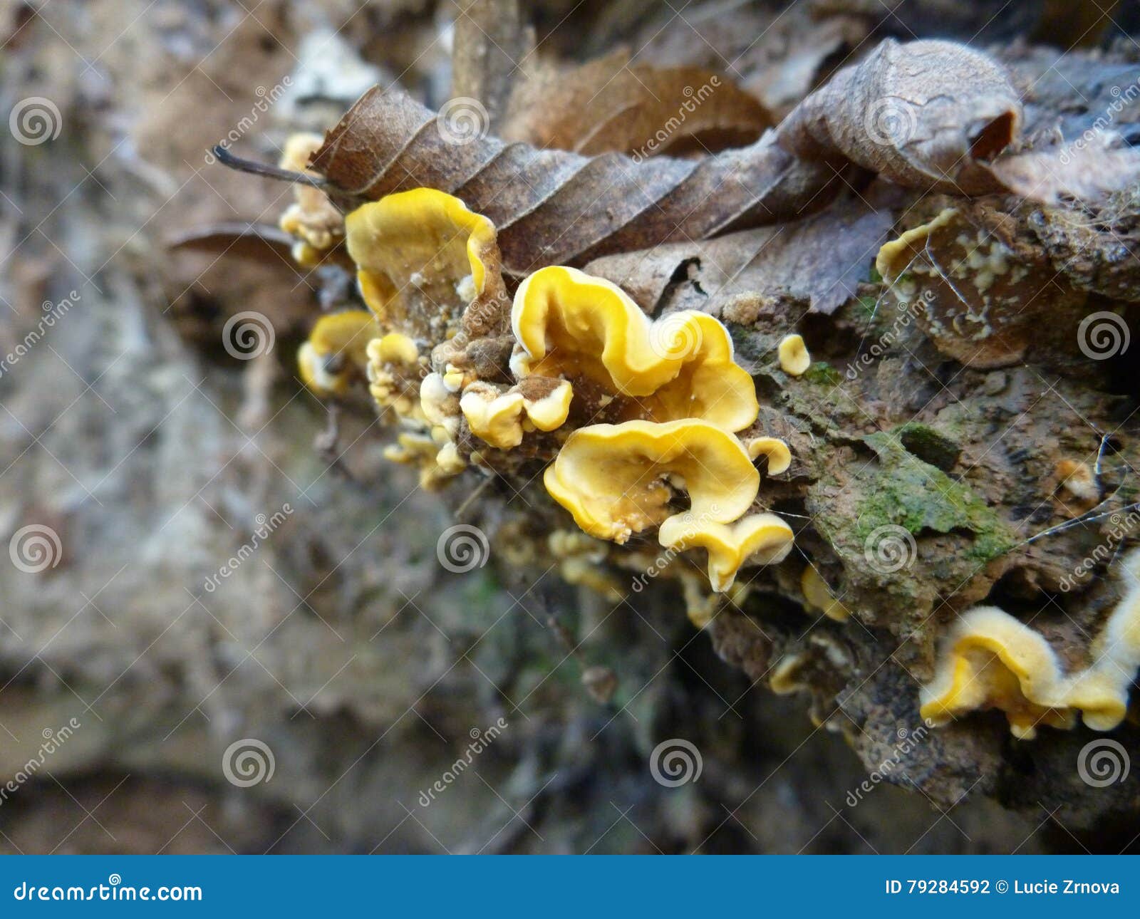 Fungi and Moss on a Rotten Wood Stock Photo - Image of fresh ...