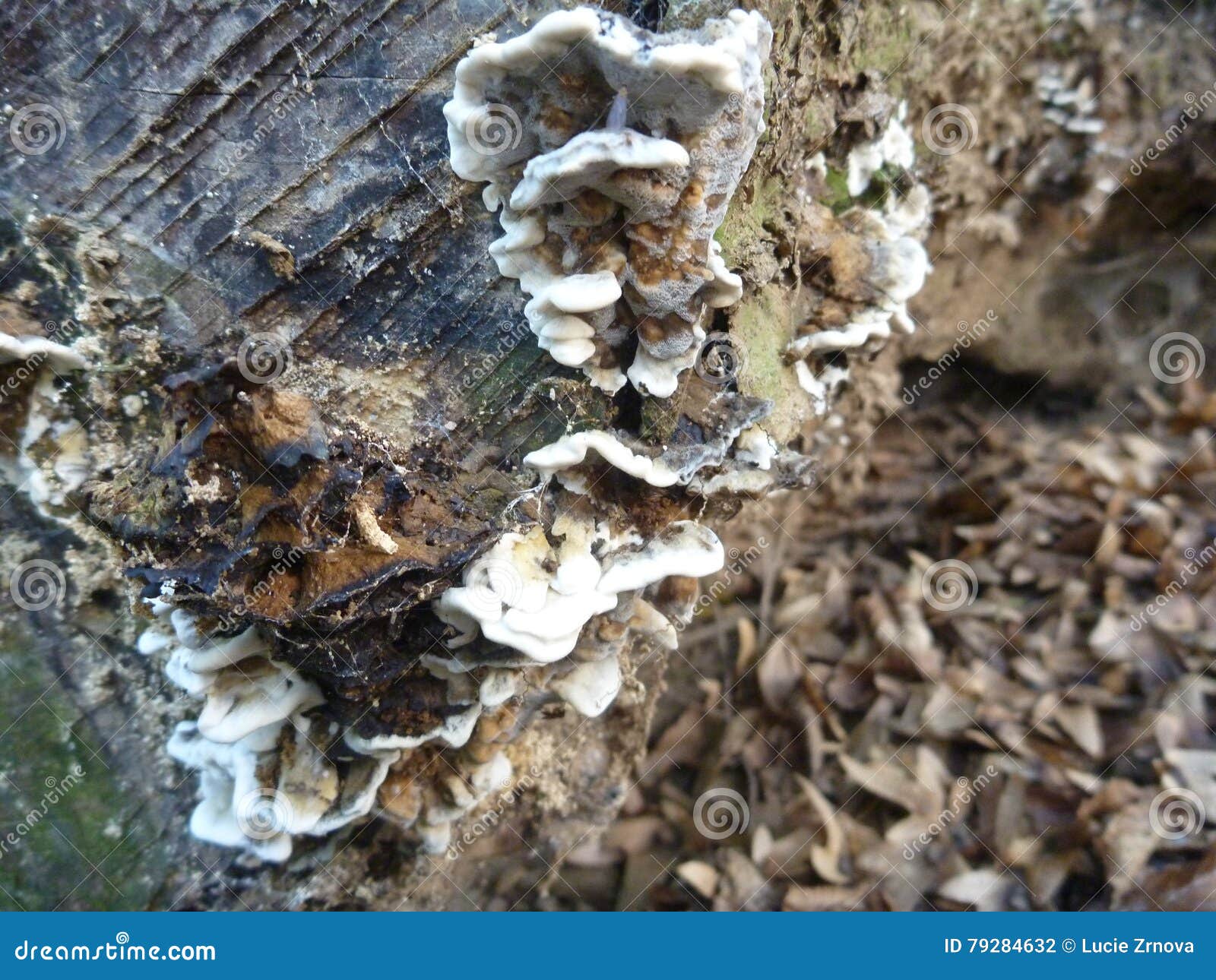 Fungi and Moss on a Rotten Wood Stock Photo - Image of macro, flora ...