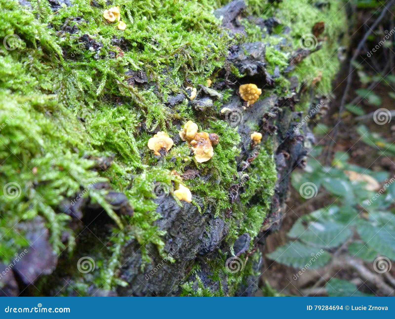 Fungi and Moss on a Rotten Wood Stock Photo - Image of moss, background ...