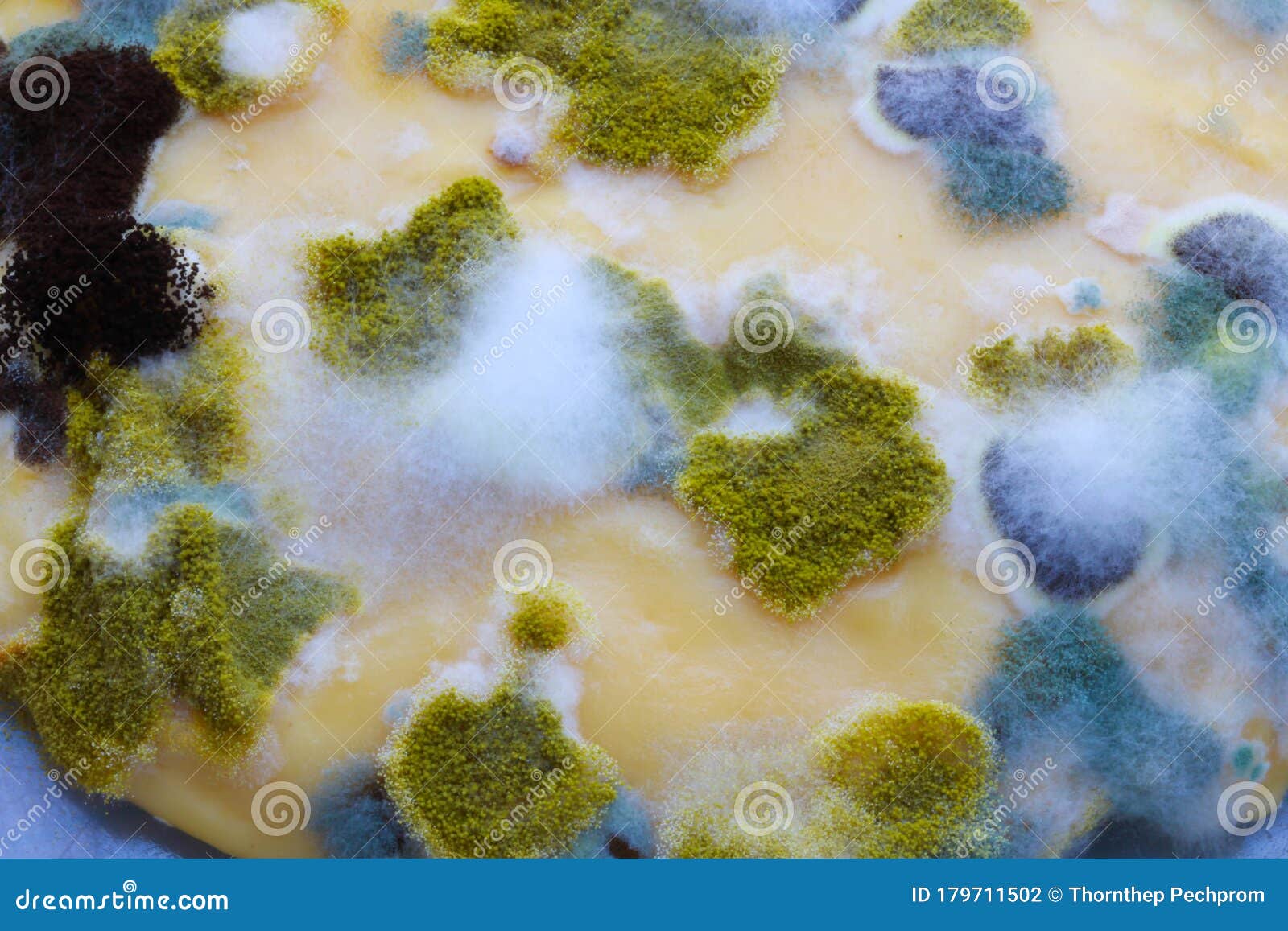 The Fungus on the Food Contains Bacteria and Germs Stock Photo - Image ...