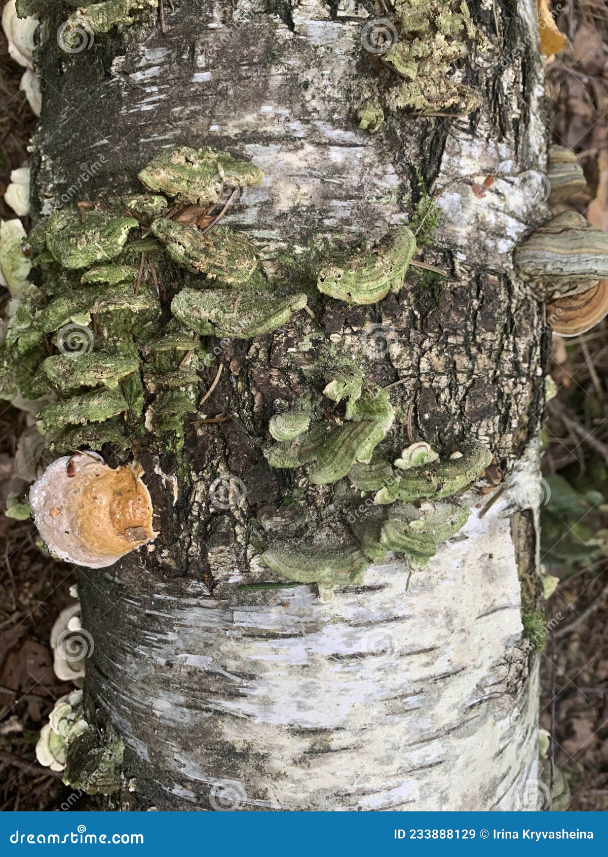 Fungi Parasites On The Tree Royalty-Free Stock Image | CartoonDealer ...