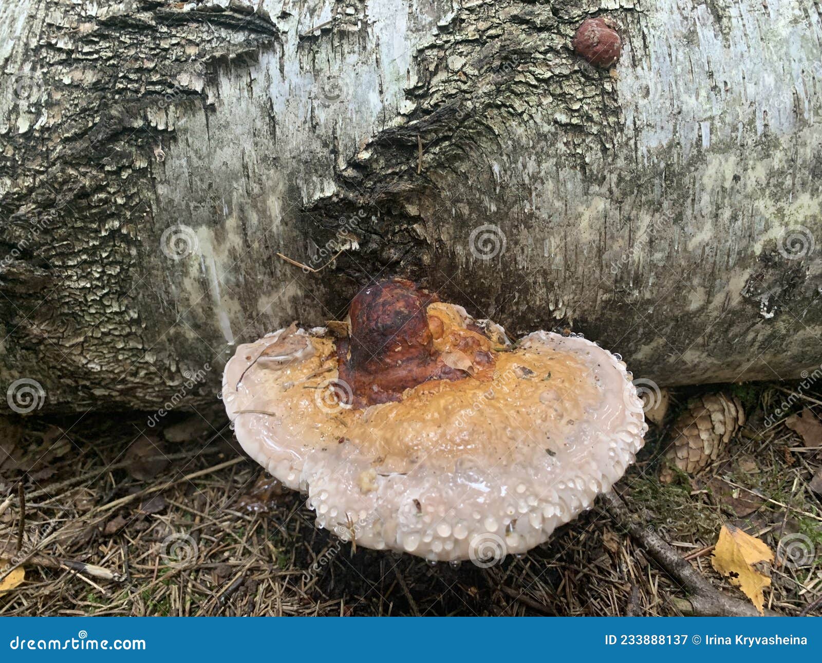 Fungi Parasites On The Tree Royalty-Free Stock Image | CartoonDealer ...