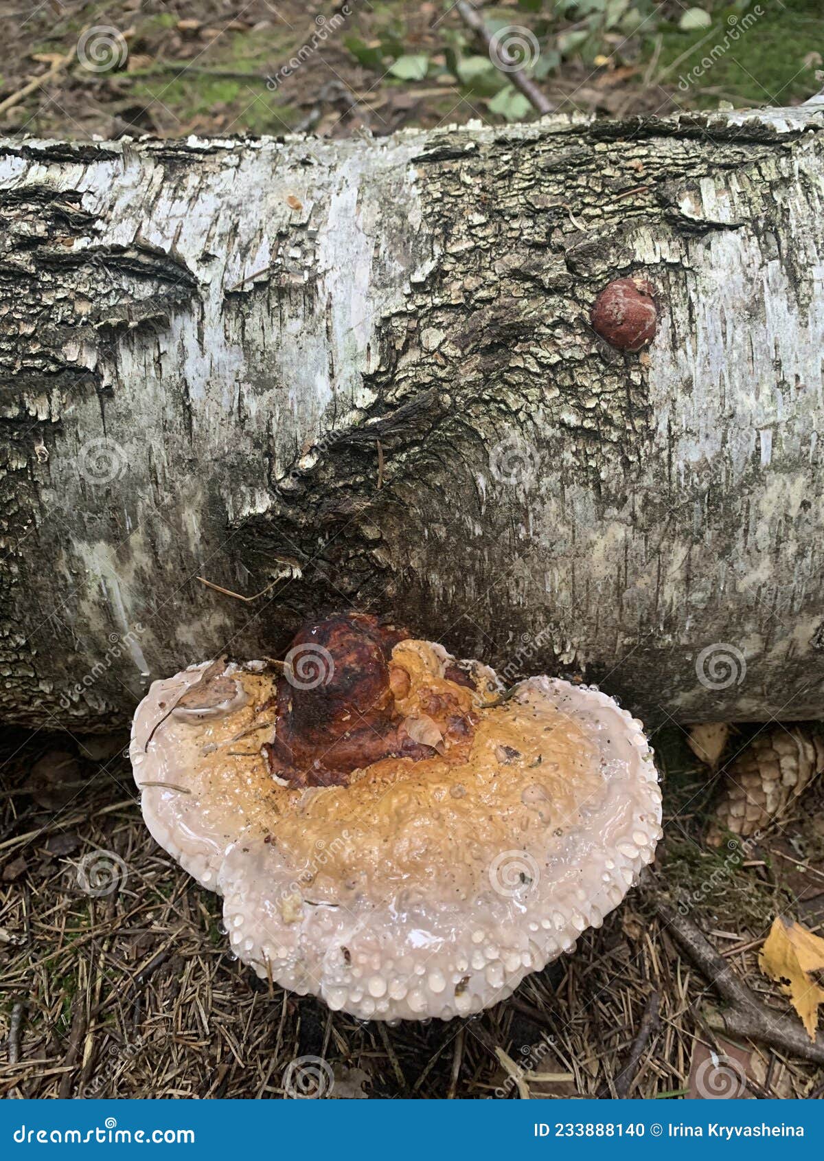 Fungi Parasites On The Tree Royalty-Free Stock Image | CartoonDealer ...