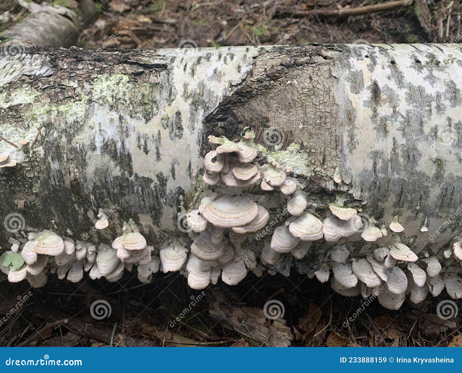 Fungi Parasites On The Tree Royalty-Free Stock Image | CartoonDealer ...