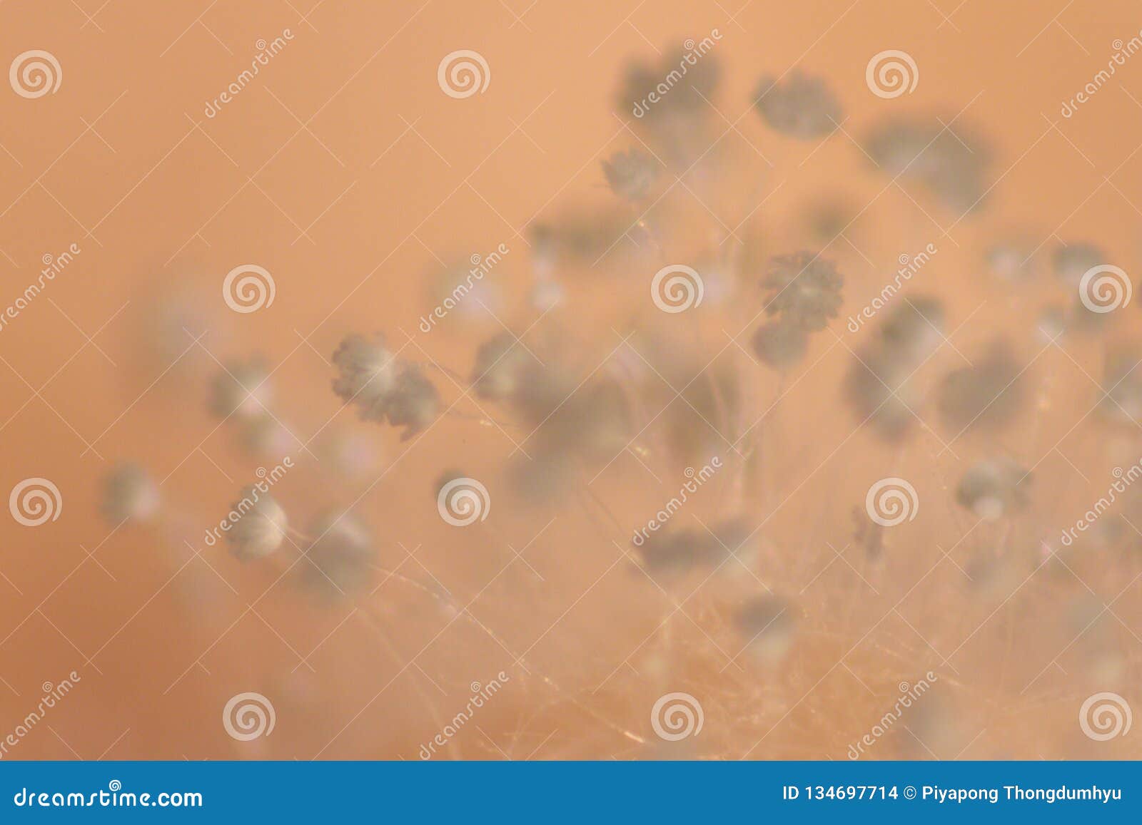 Fungi,Rhizopus Bread Mold Under the Microscope. Stock Photo - Image of ...