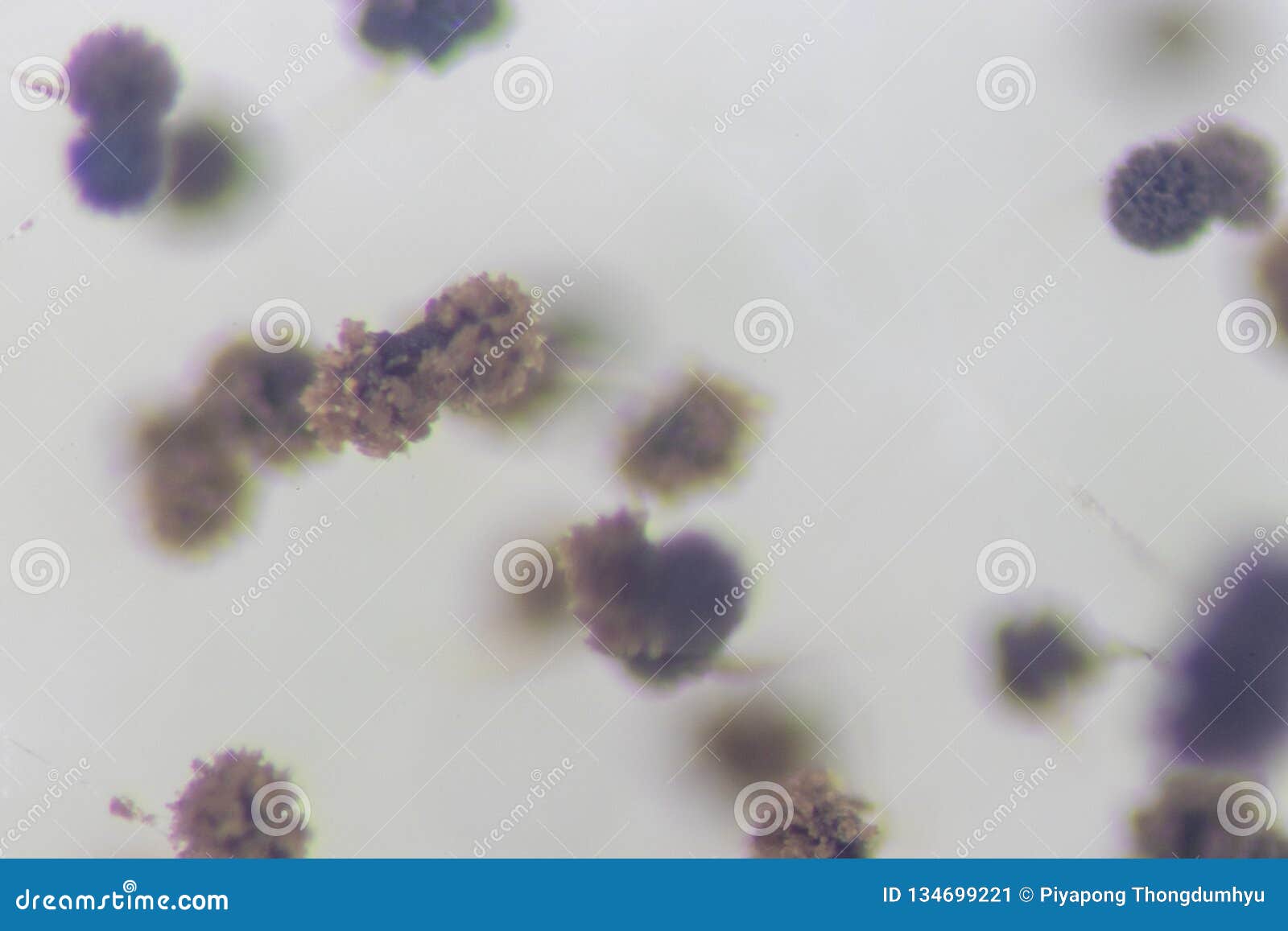 Fungi,Rhizopus Bread Mold Under the Microscope. Stock Image - Image of ...