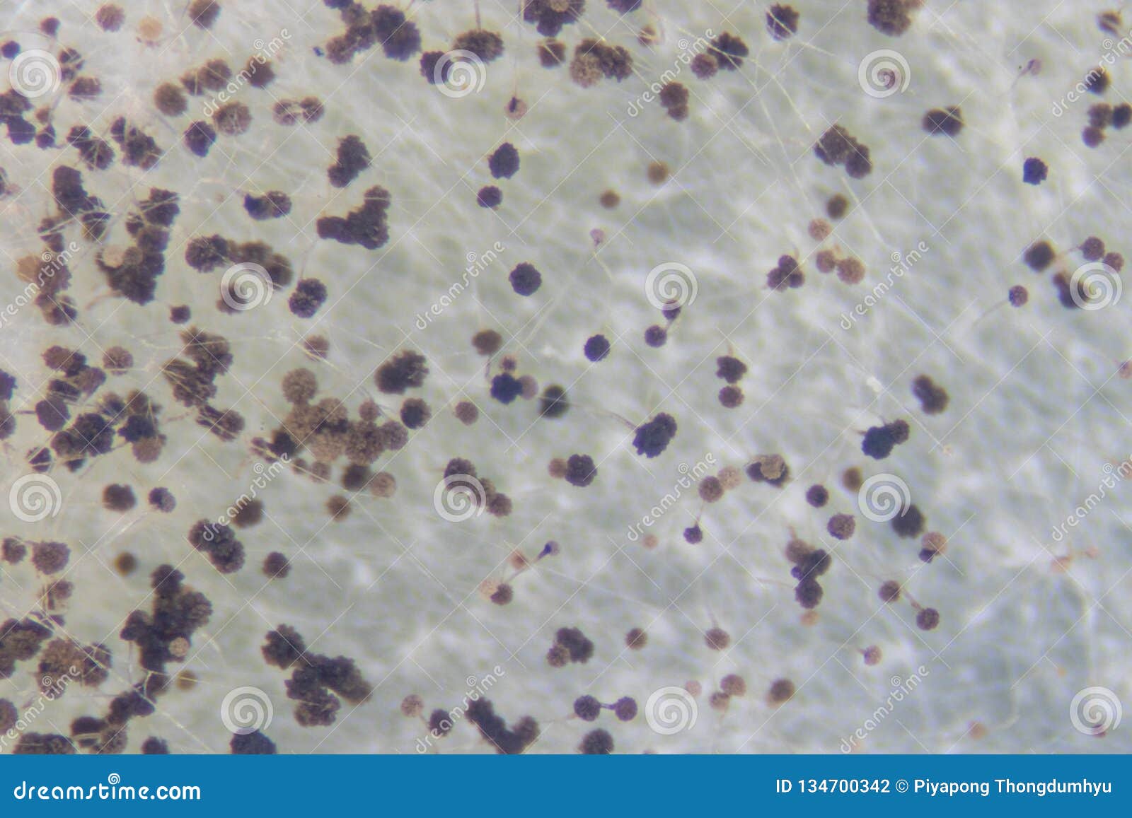 Fungi,Rhizopus Bread Mold Under the Microscope. Stock Photo - Image of ...