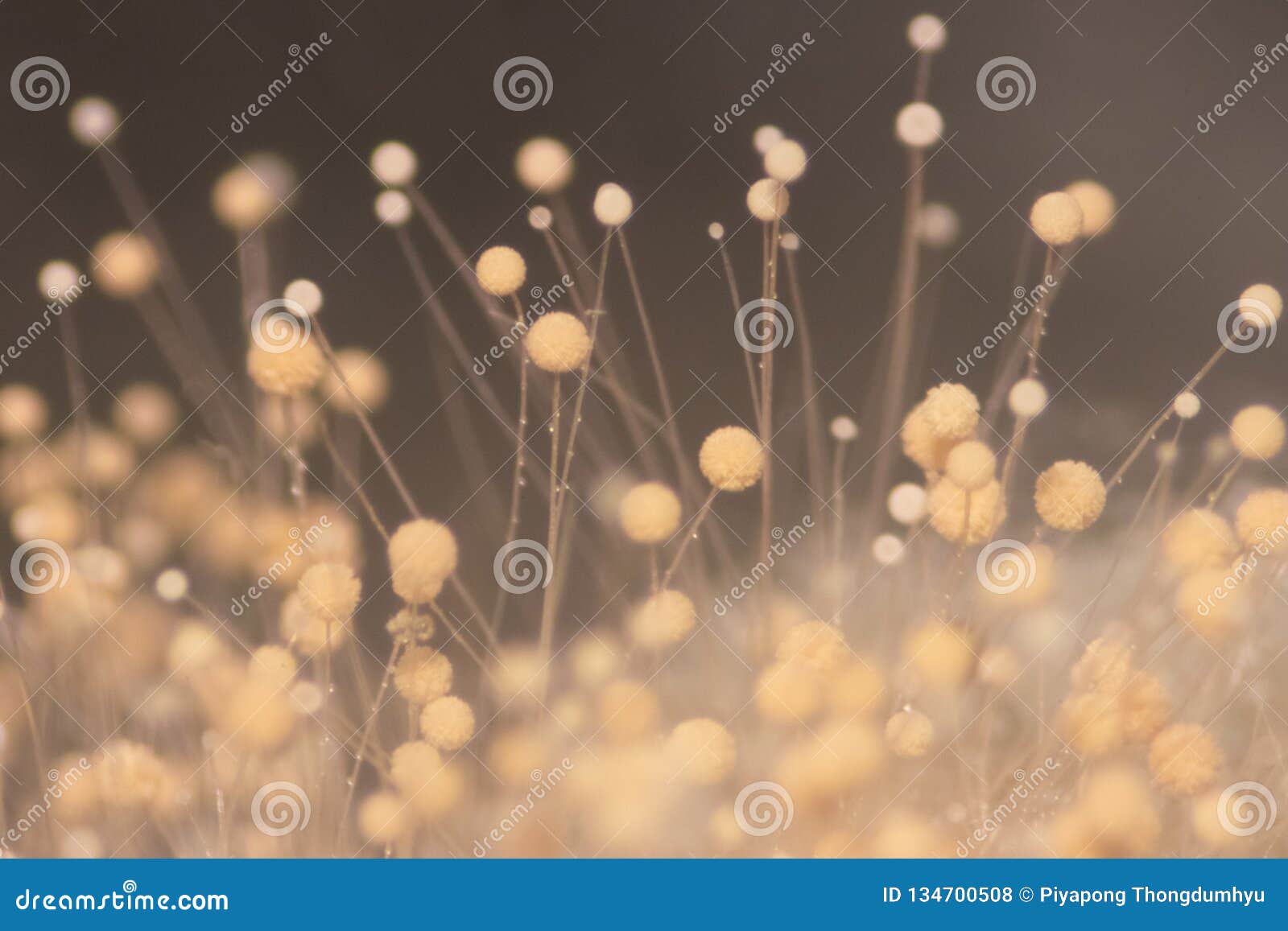 Fungi,Rhizopus Bread Mold Under the Microscope. Stock Photo - Image of ...