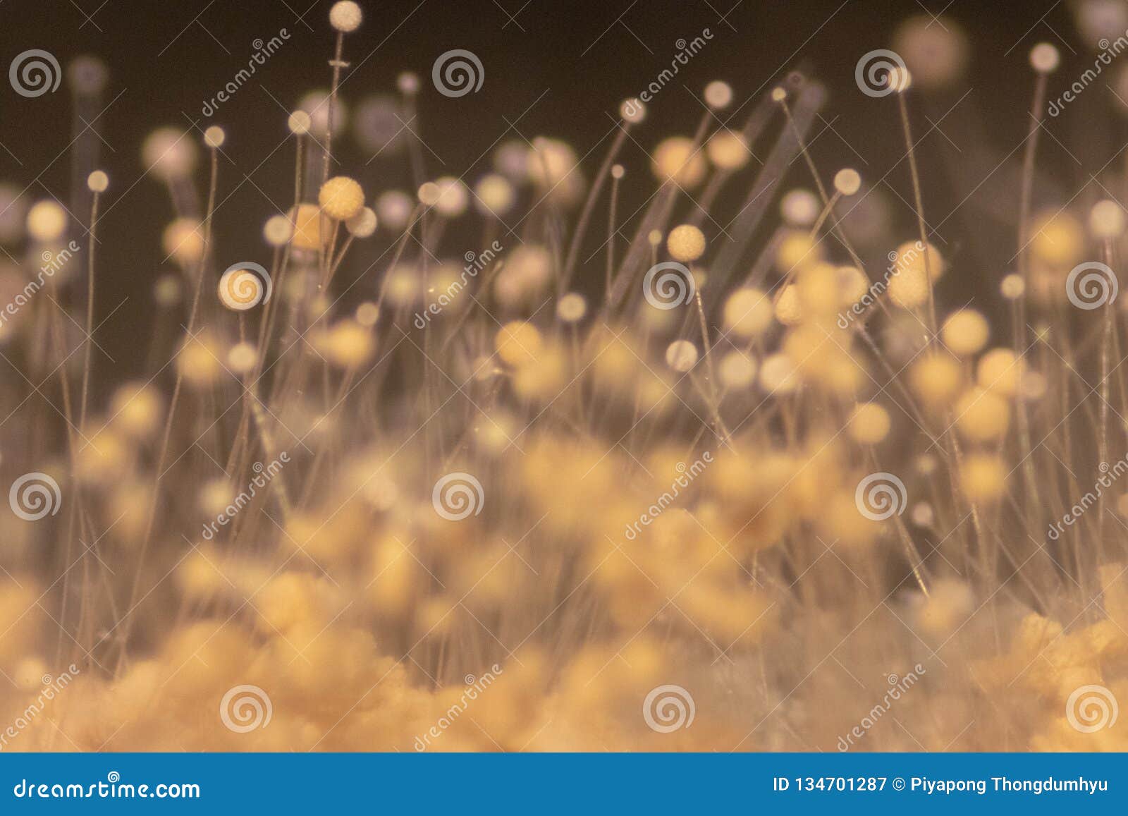 Fungi,Rhizopus Bread Mold Under the Microscope. Stock Image - Image of ...