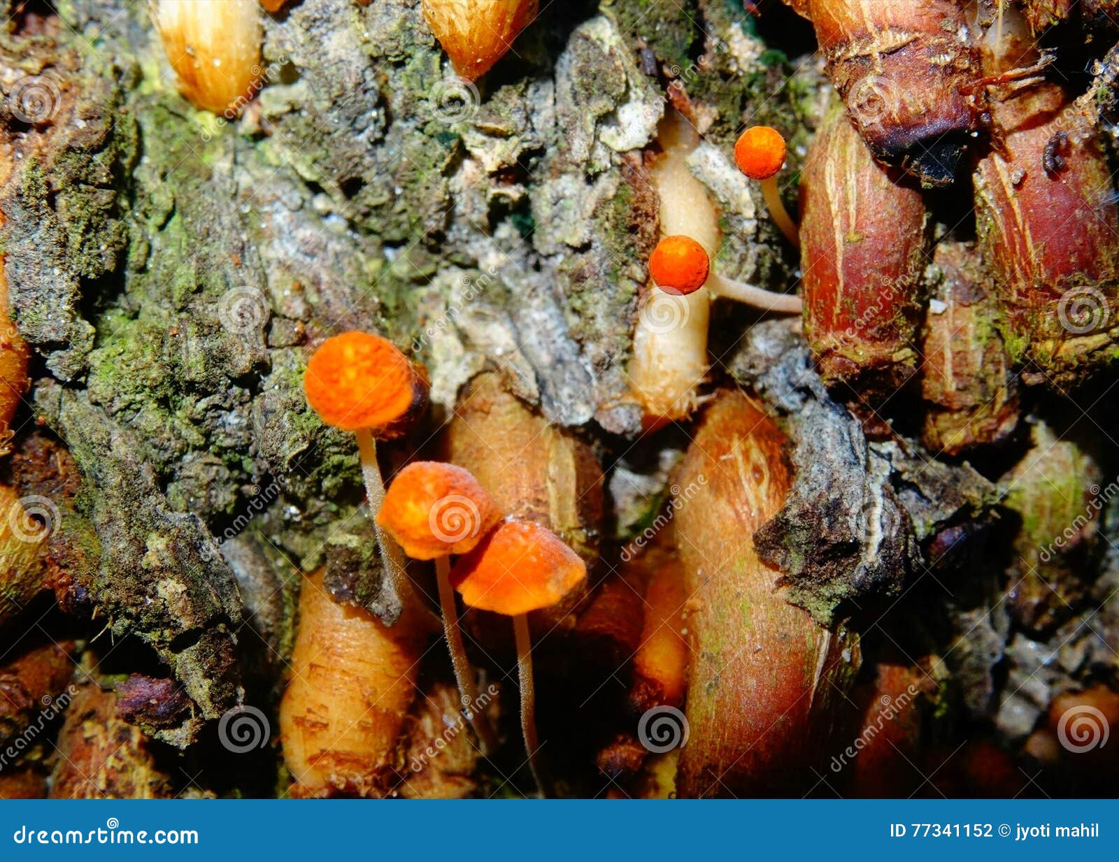 Fungi stock photo. Image of fungi, tree, association - 77341152