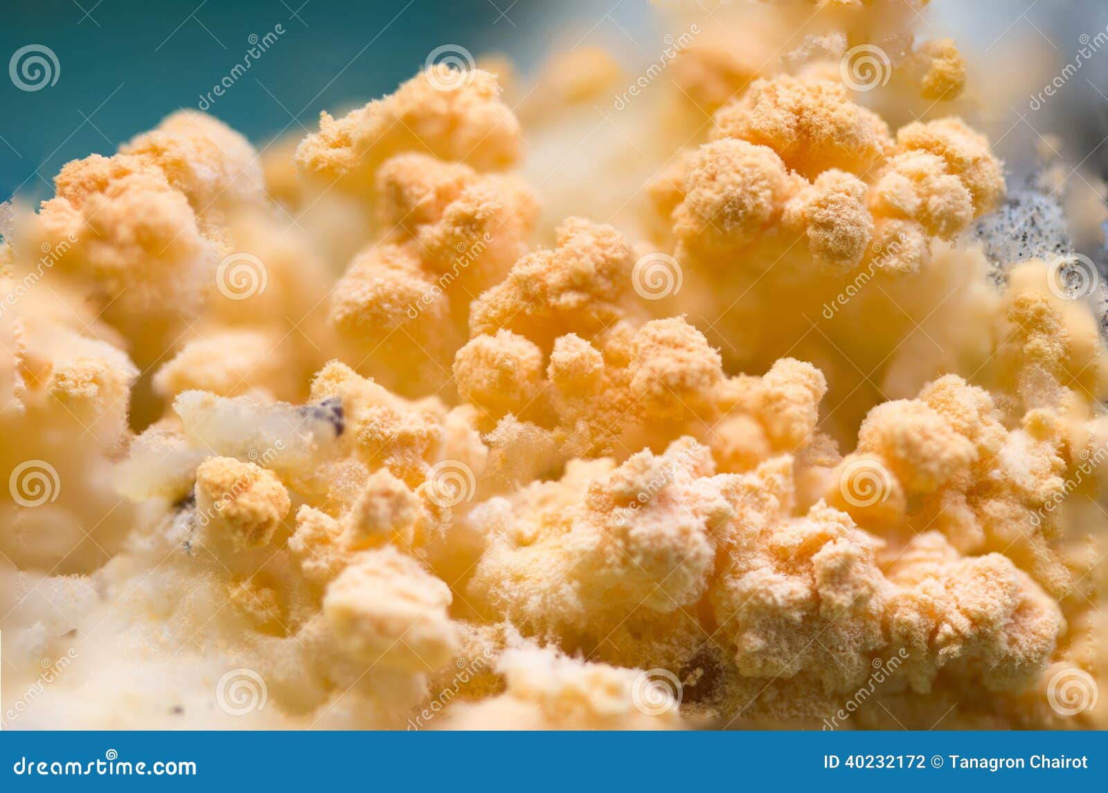 Fungi stock photo. Image of rotten, mildew, wine, rice - 40232172