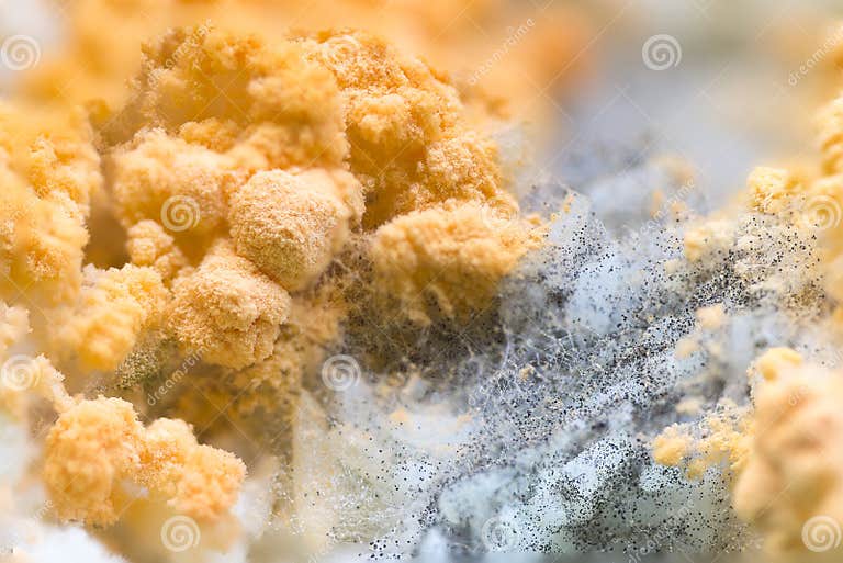 Fungi stock photo. Image of assorted, mold, fungus, furry - 40233070