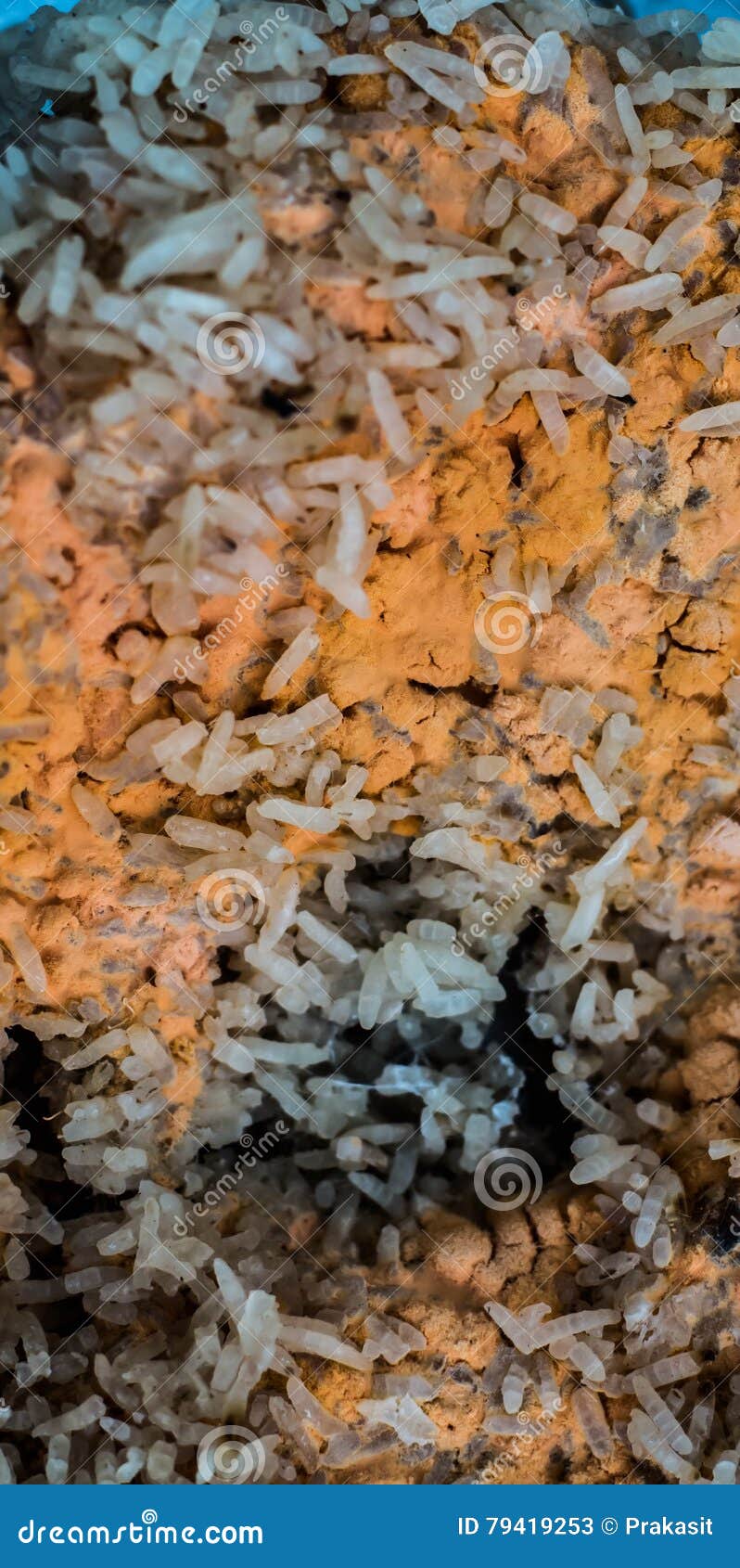 Fungi in rotten rice stock image. Image of pink, furry - 79419253