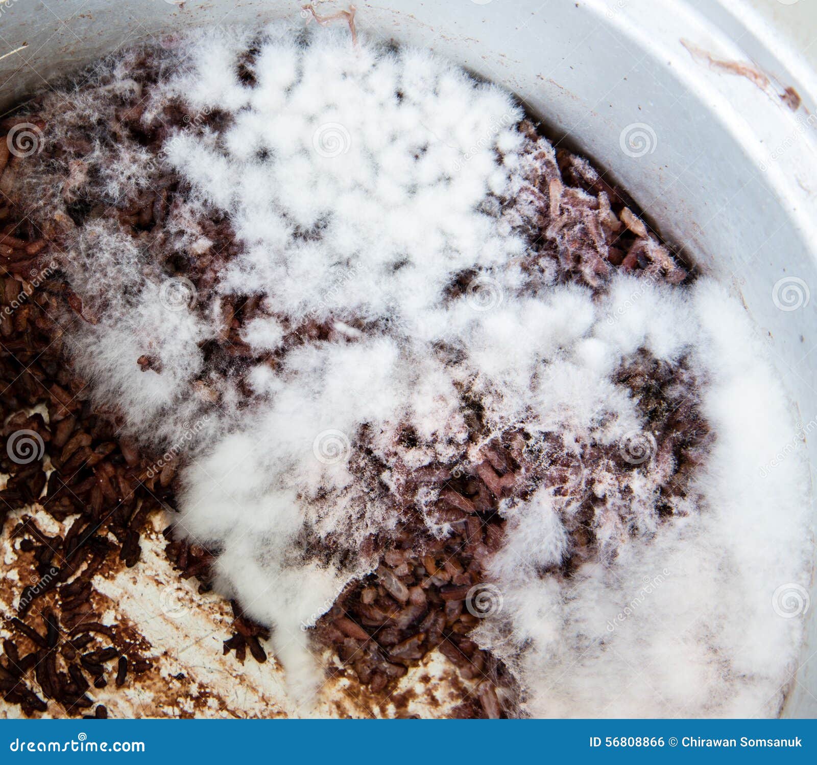 Fungi in rotten rice. stock photo. Image of furry, rice - 56808866