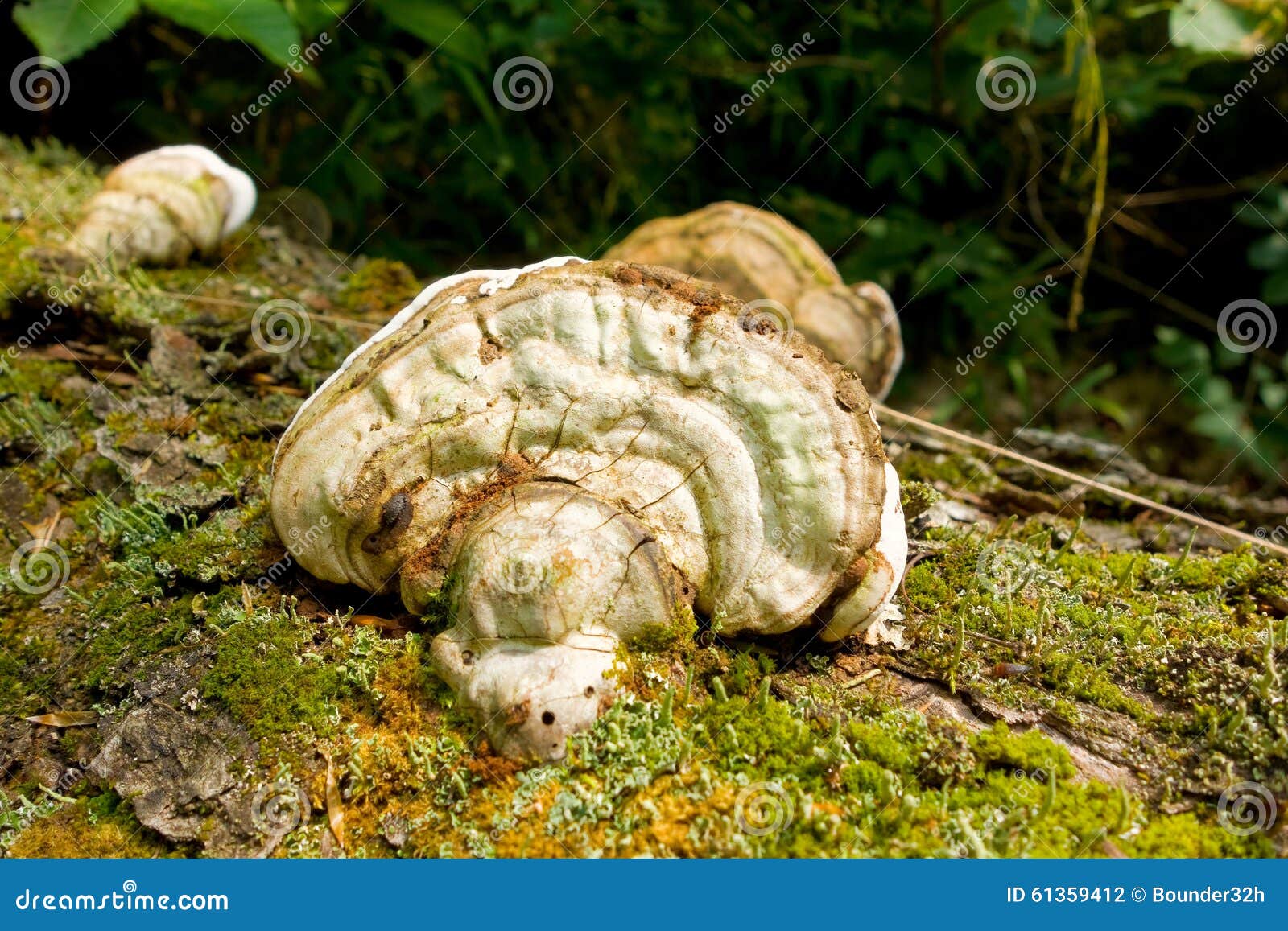 Fungi on a Rotten Tree Stump Stock Photo - Image of rotting, growth ...