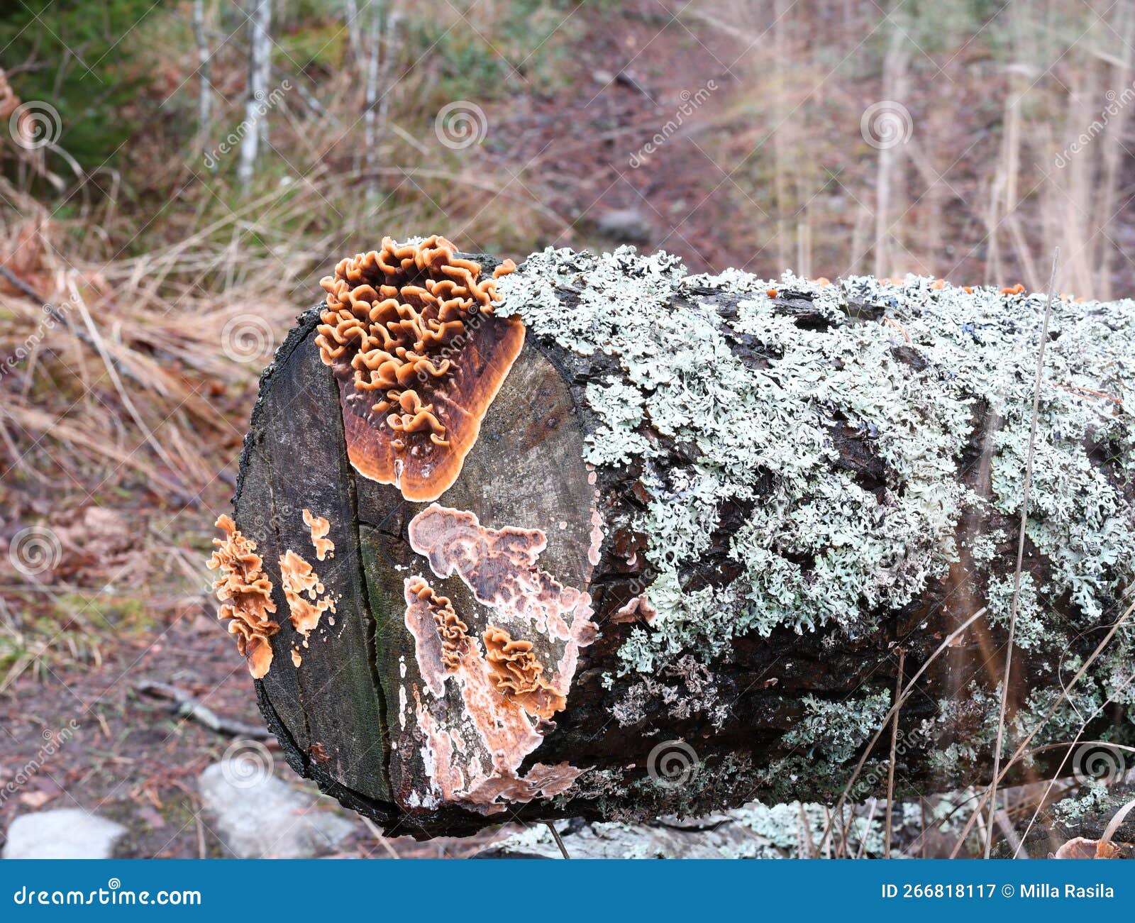Fungi on rotten wood stock image. Image of winter, branch - 266818117