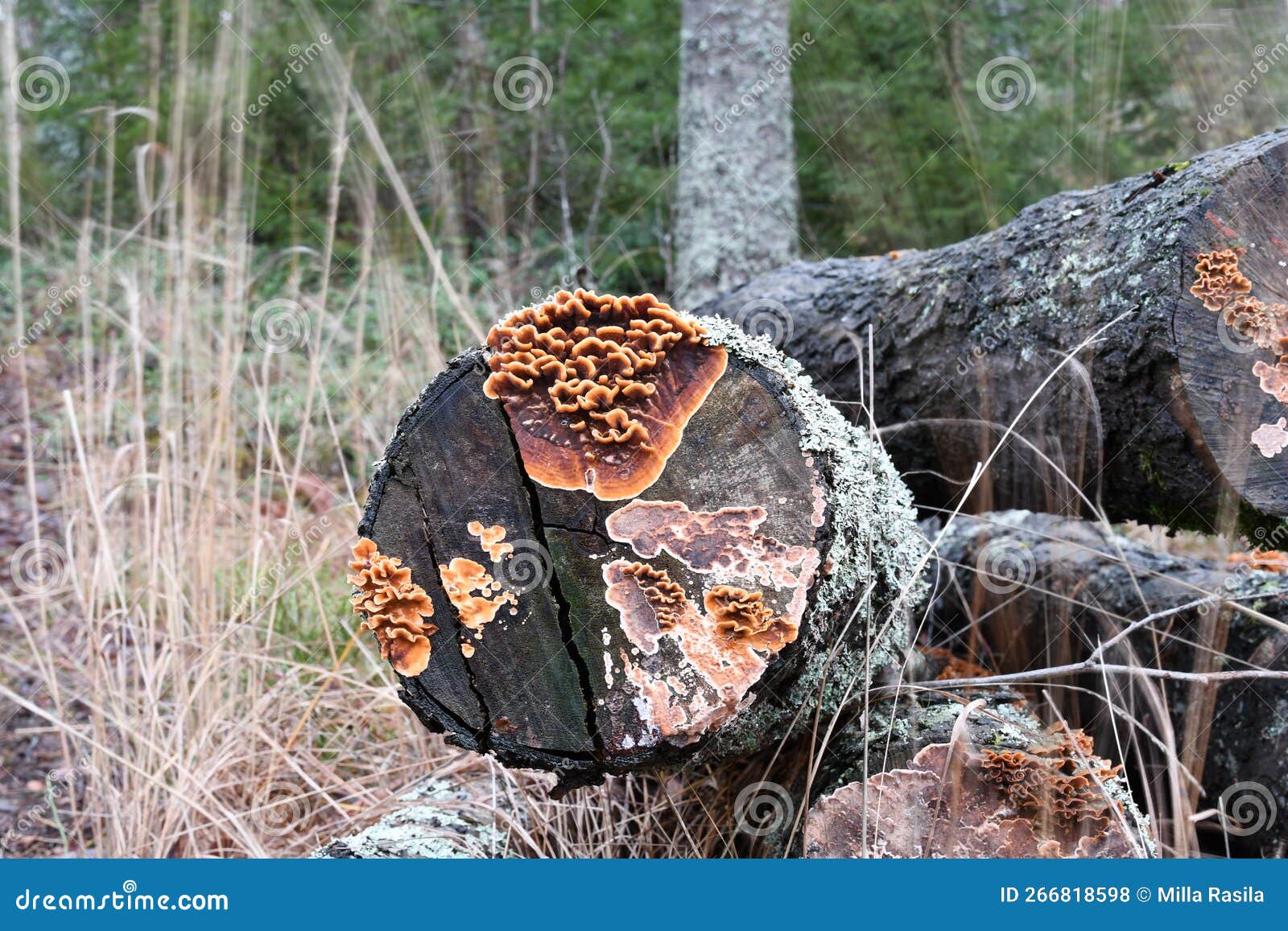 Fungi on rotten wood stock photo. Image of lichens, forest - 266818598