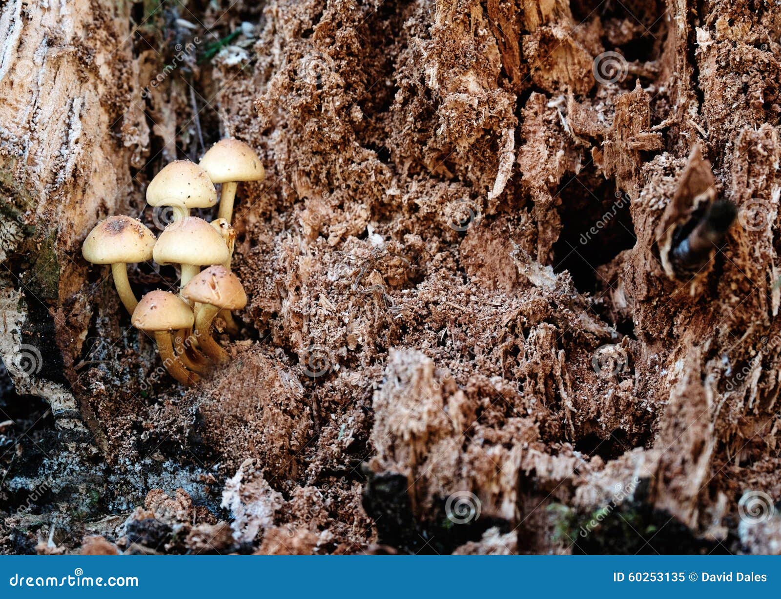 Fungi in a rotting tree. stock image. Image of brown - 60253135