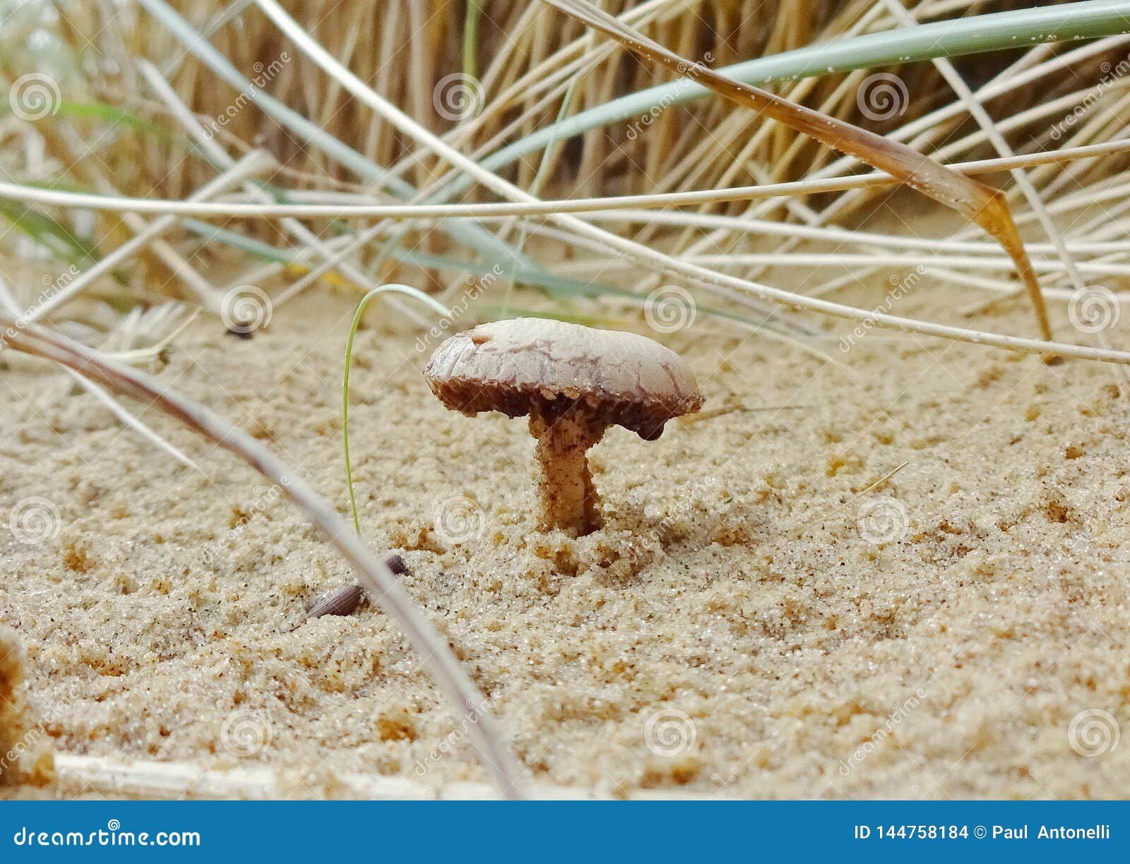 Fungi growing in the sand stock photo. Image of soil - 144758184