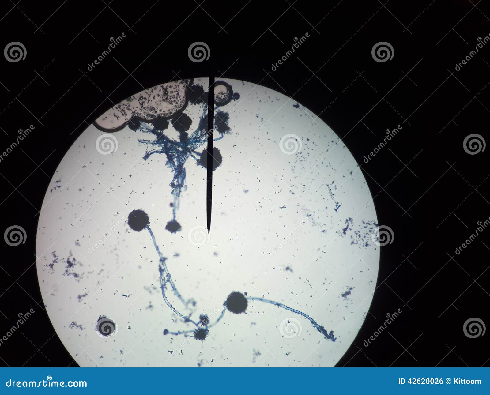 Fungi spore stock photo. Image of aspergillus, spore - 42620026