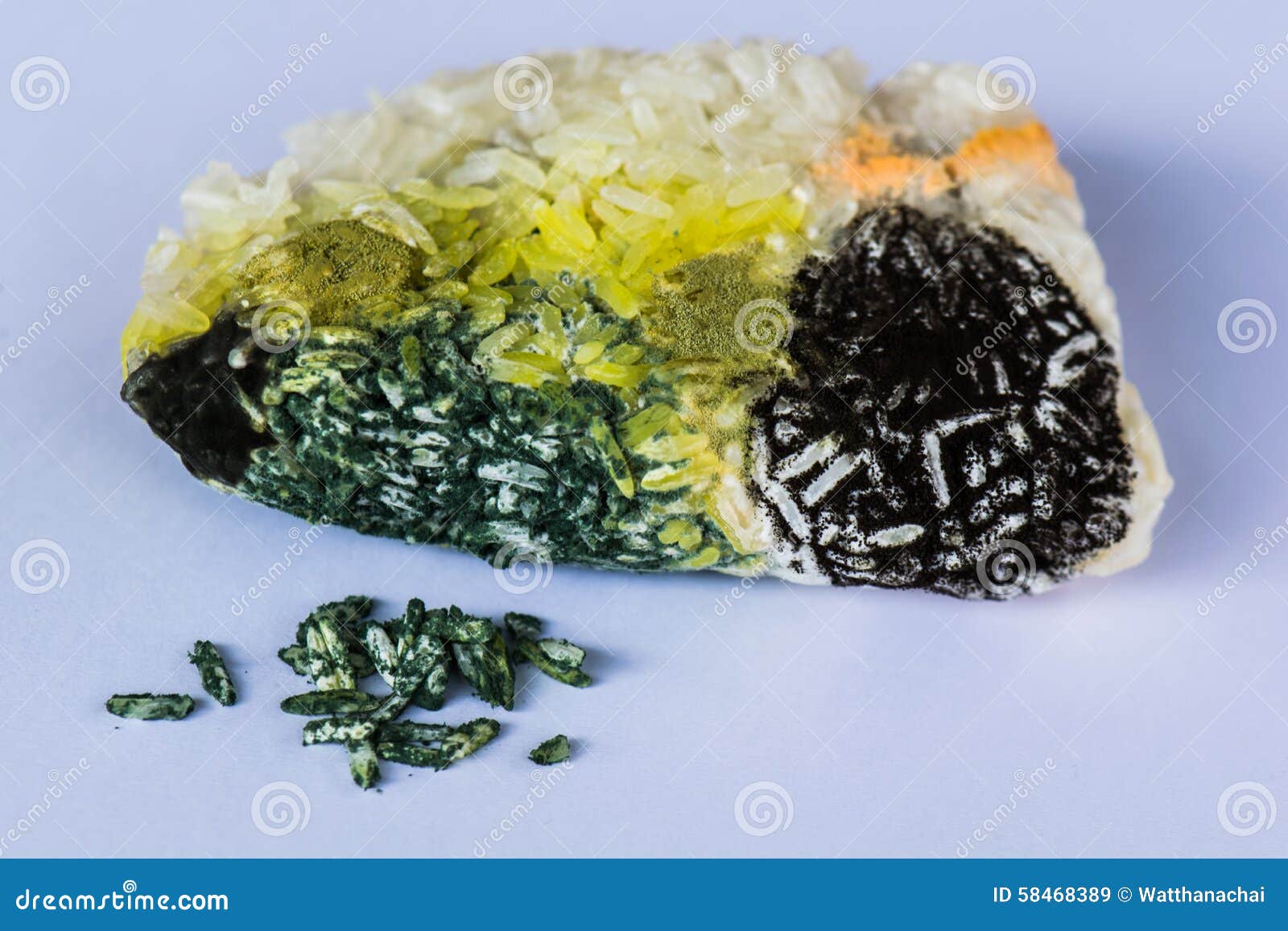 Fungi on sticky rice. stock image. Image of dangerous - 58468389