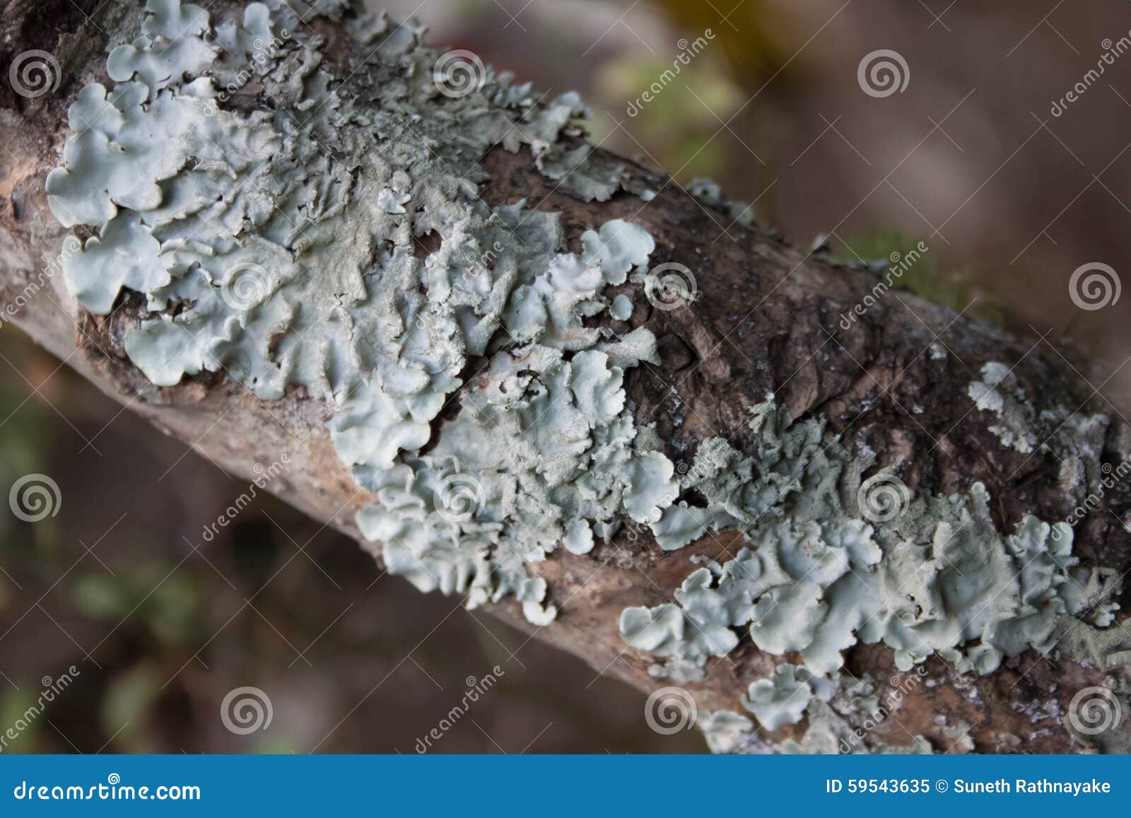 Fungi on tree branch stock image. Image of forest, stick - 59543635