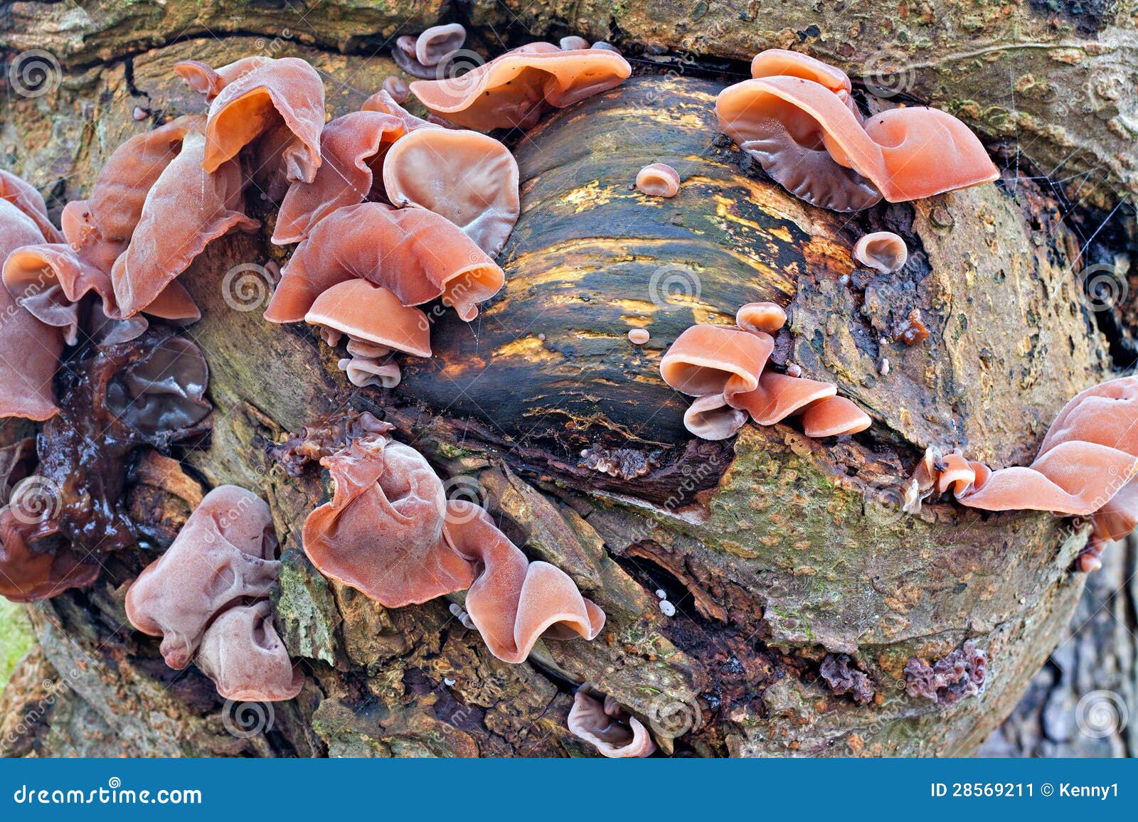 Fungi on a tree trunk stock image. Image of moss, growth - 28569211