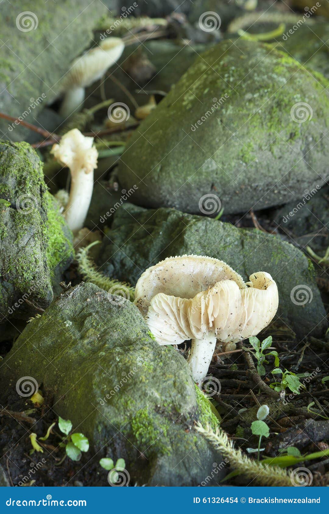 Fungi stock photo. Image of woodland, wild, gilled, green - 61326454